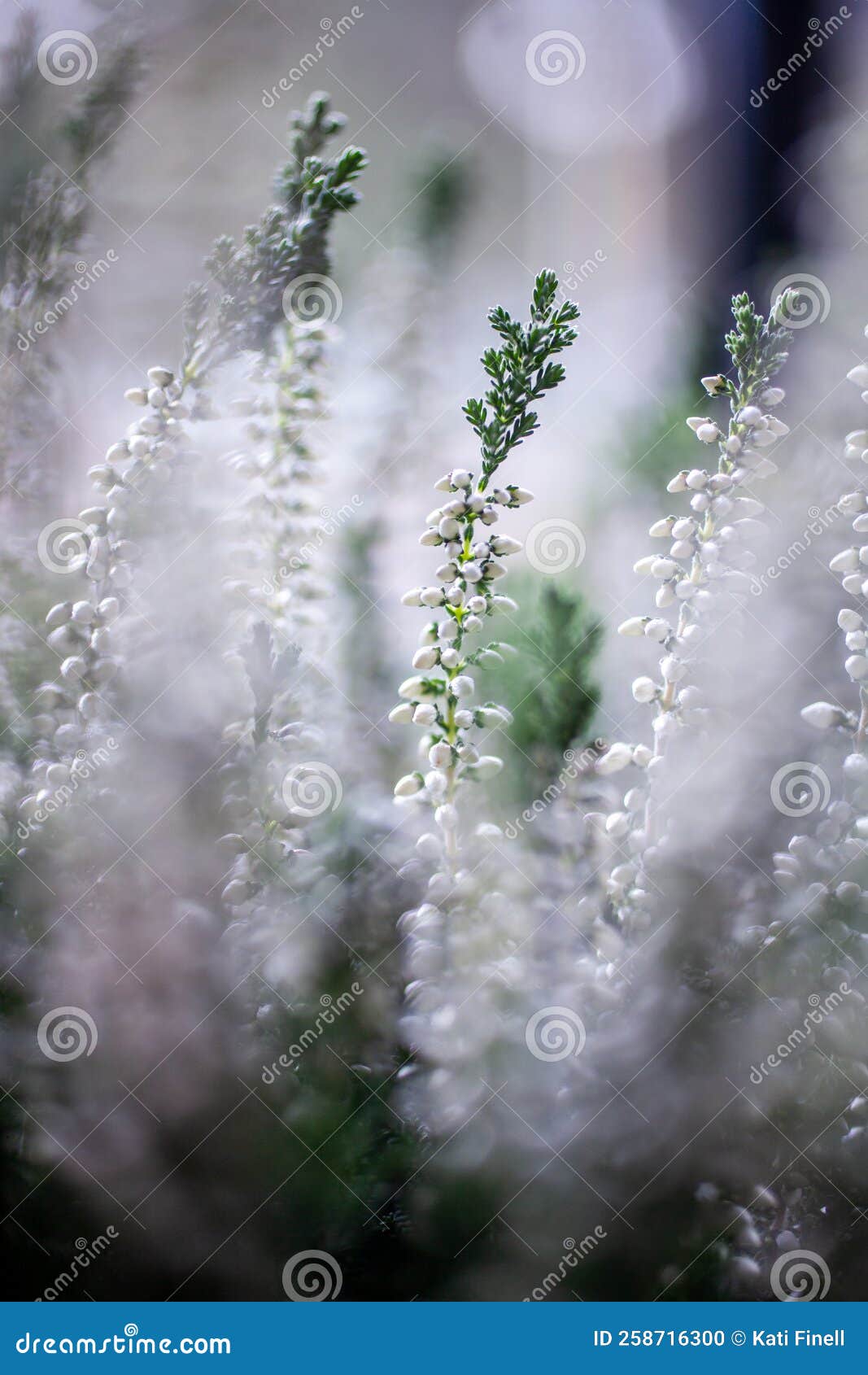 White calluna plant stock photo. Image of color, colorful - 258716300