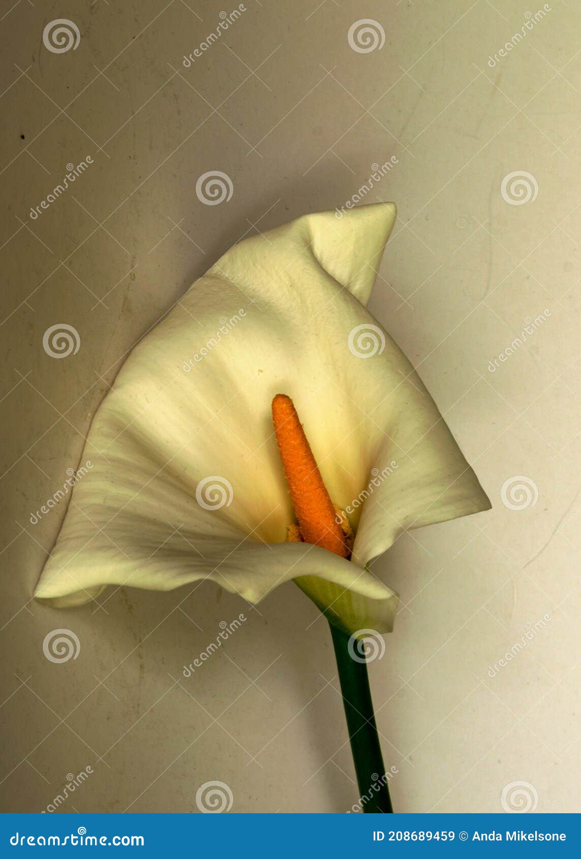 White Callus on a White Background Close-up of a Callus Flower Stock ...
