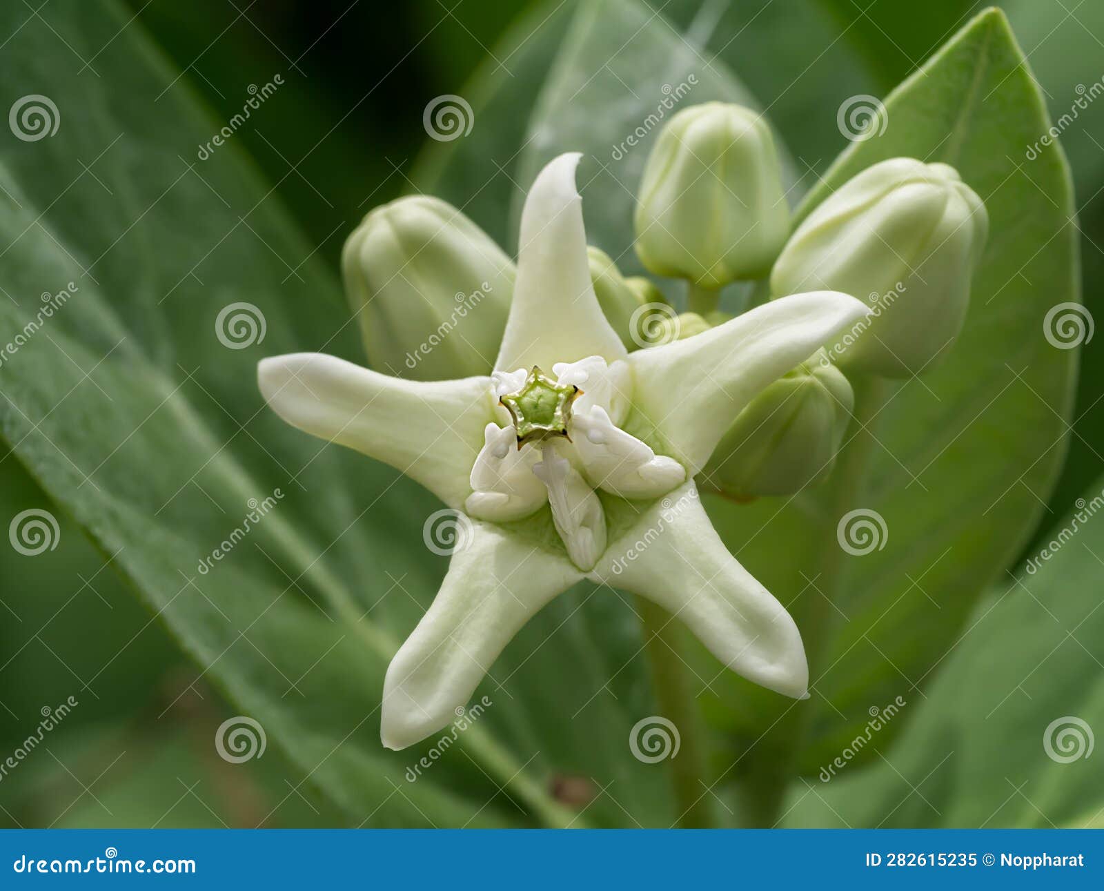 White Calotropis Gigantea Flower on Tree Stock Image - Image of brown ...