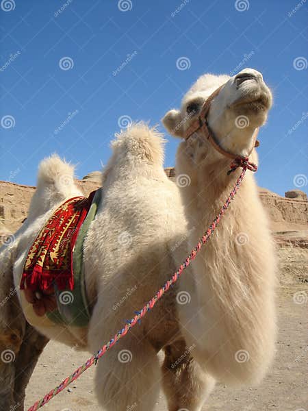 White camel stock image. Image of exotic, transportation - 4436881