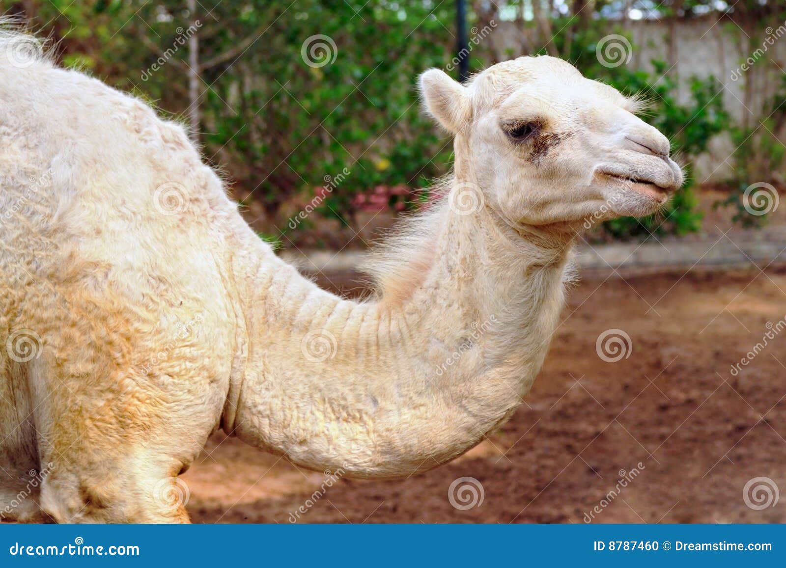 White camel stock photo. Image of summer, camel, mammal - 8787460