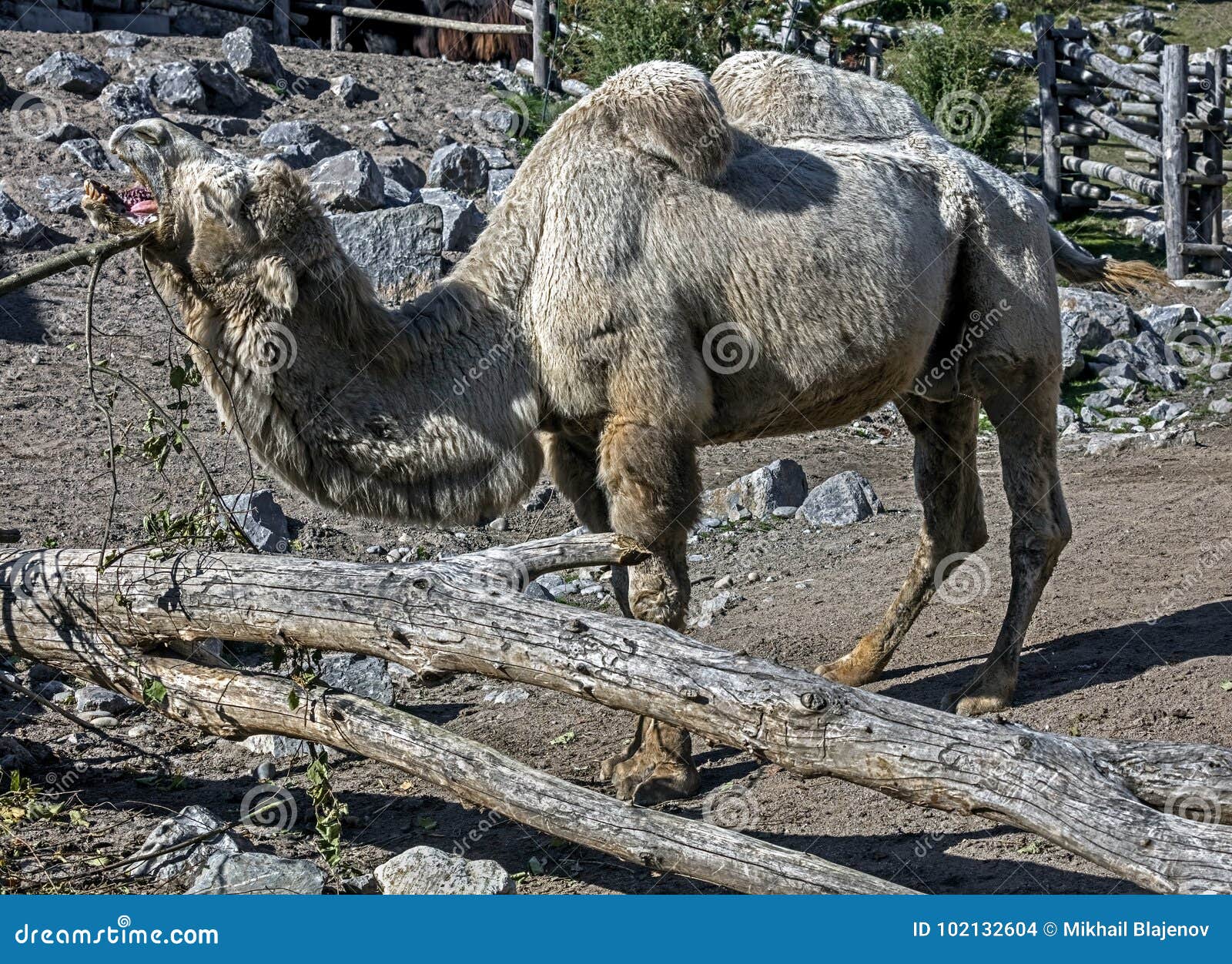 White camel 1 stock photo. Image of bactrian, ecology - 102132604
