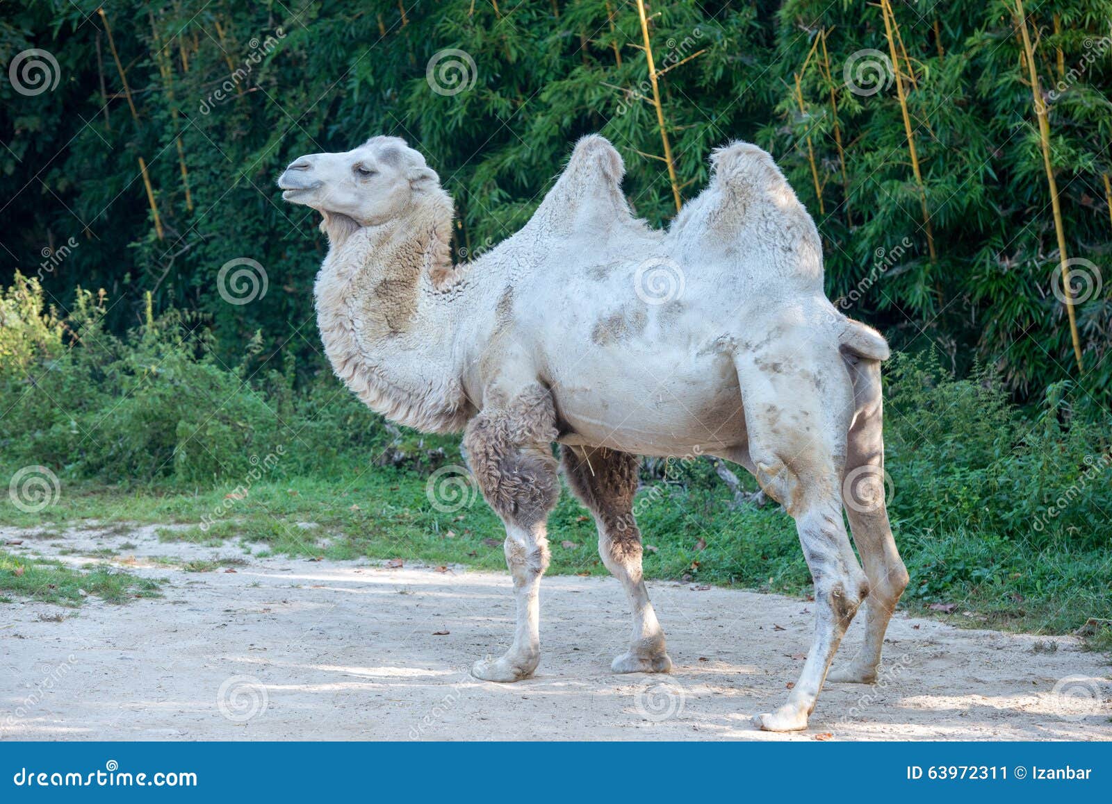White Camel Close Up Portrait Stock Image - Image of aqaba, yellow ...