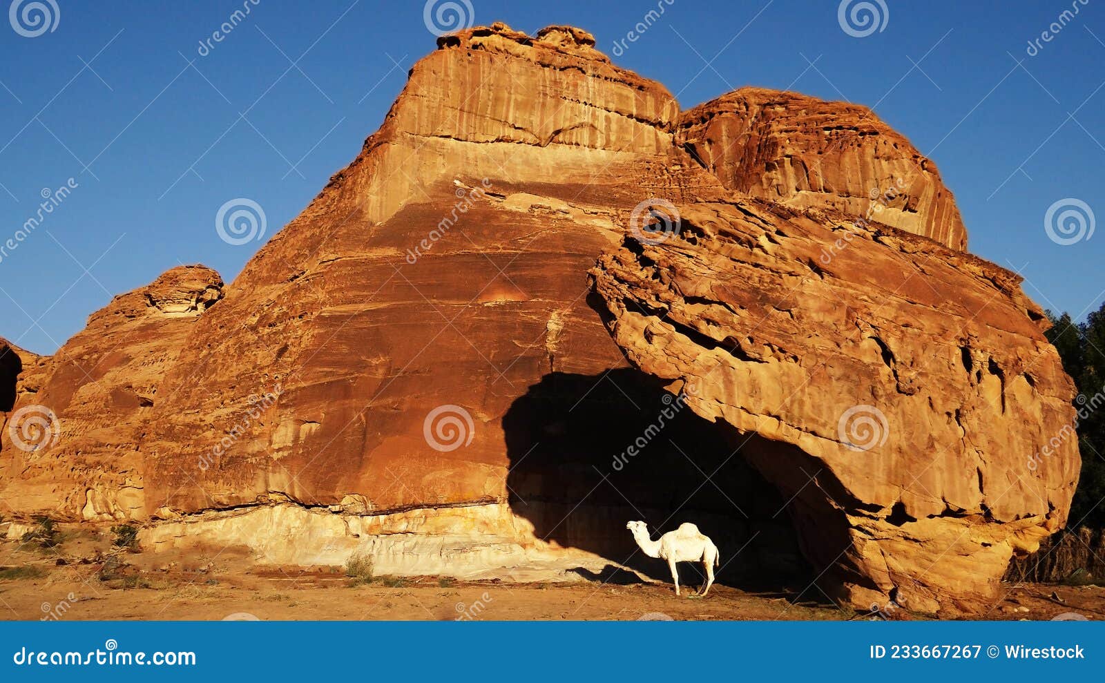 White Camel in Front of a Rock in the Morning Stock Image - Image of ...