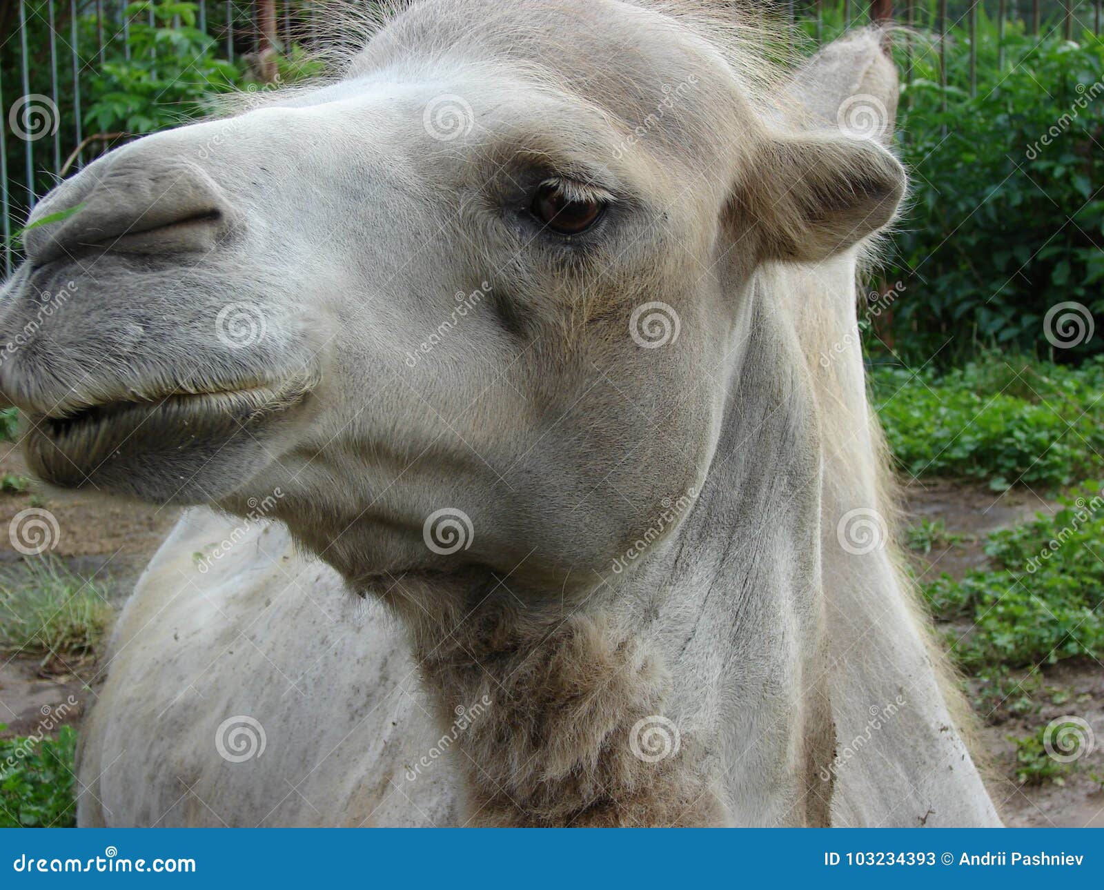 White camel stock image. Image of camel, animals, desert - 103234393