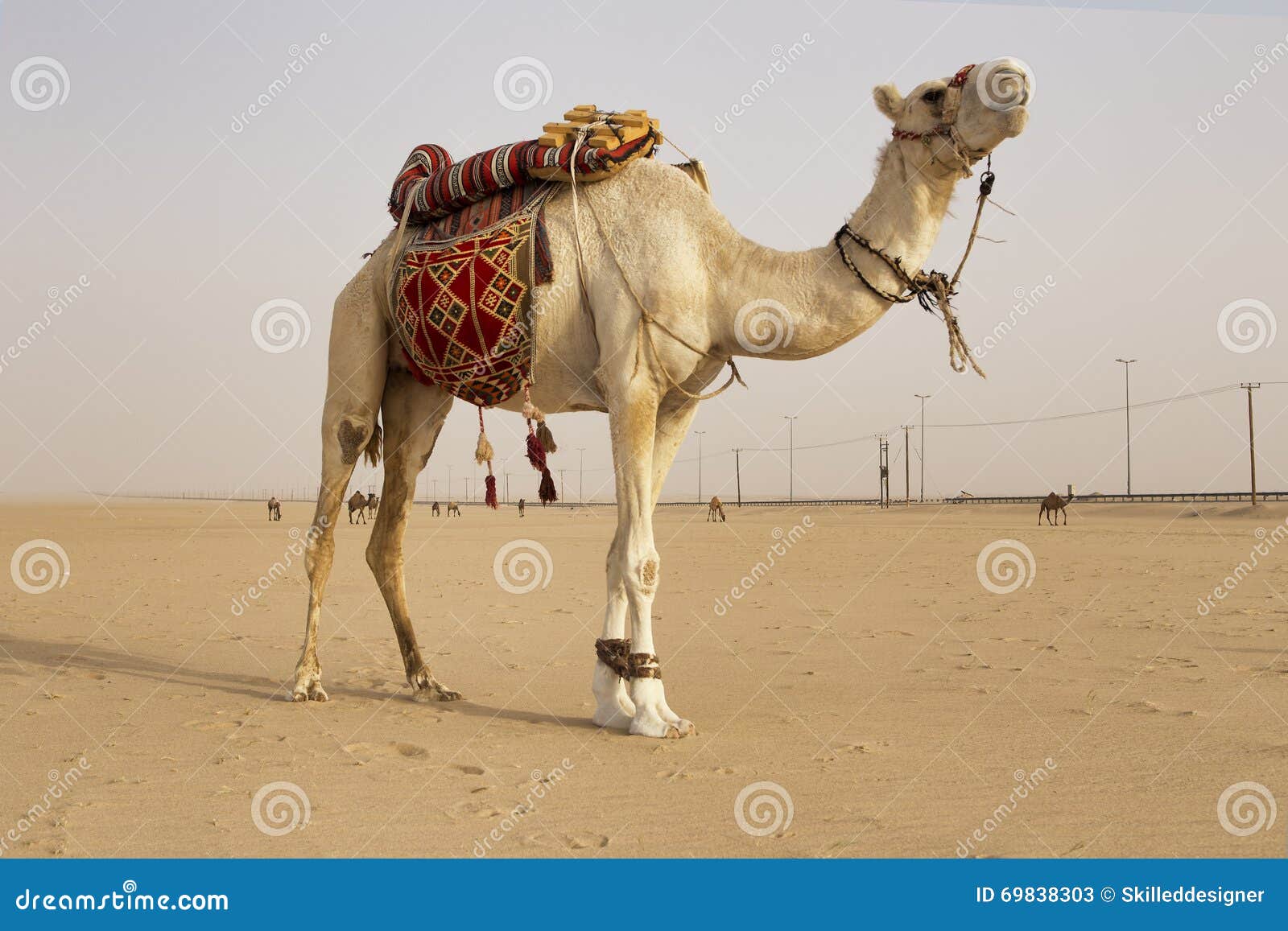 White Camel in the Kuwait Desert Stock Image - Image of kuwait, thar ...