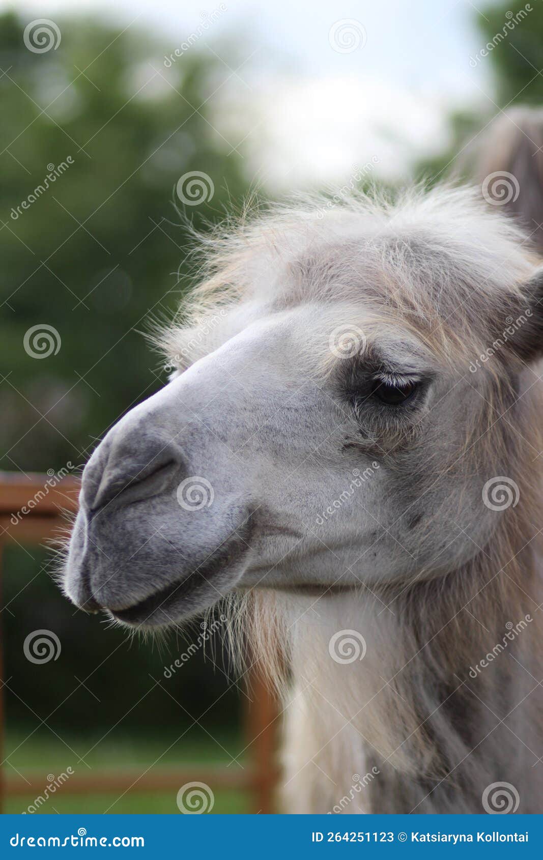 White Camel Looking To the Side in the Zoo in Summer Stock Image ...