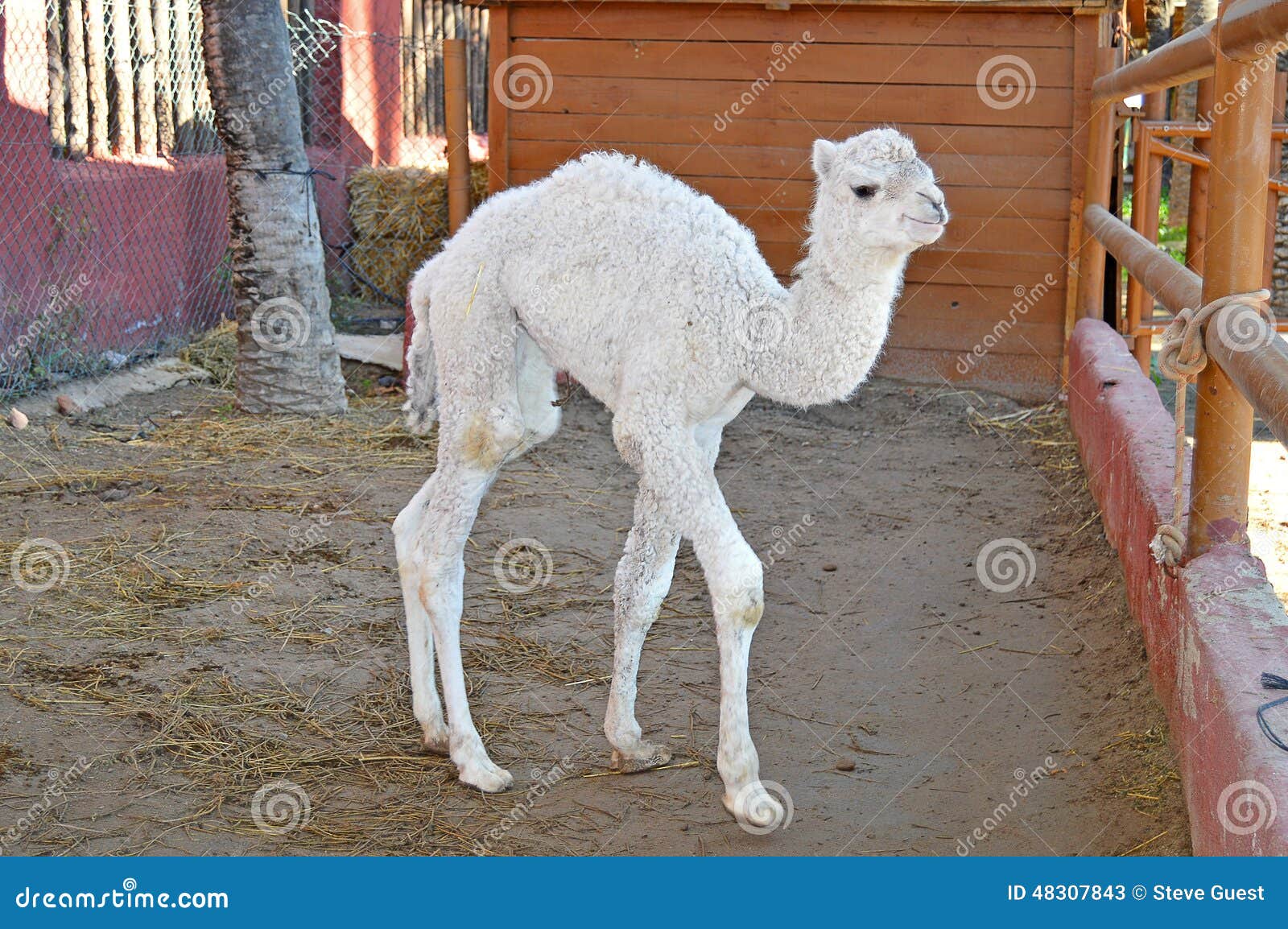 A white Camel stock image. Image of animal, fluffy, captive - 48307843