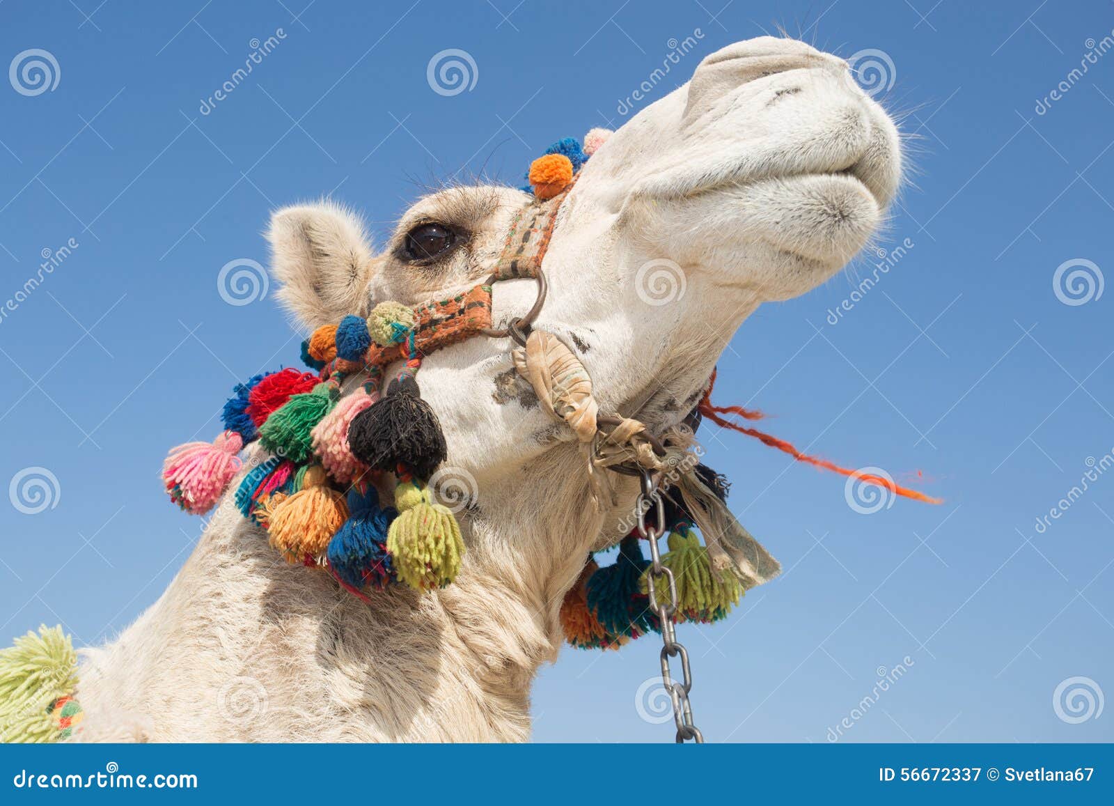 White camel stock image. Image of relaxation, travel - 56672337
