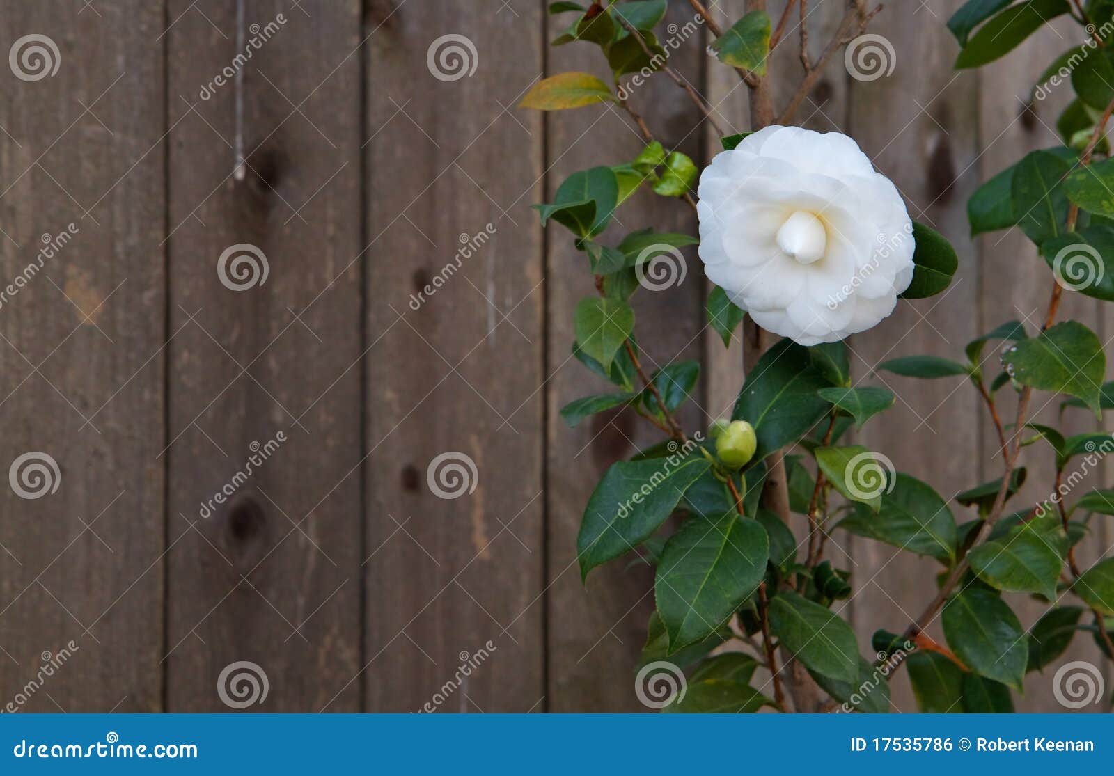 White Camellia Redwood Fence Stock Photo - Image of ornamental, petal ...