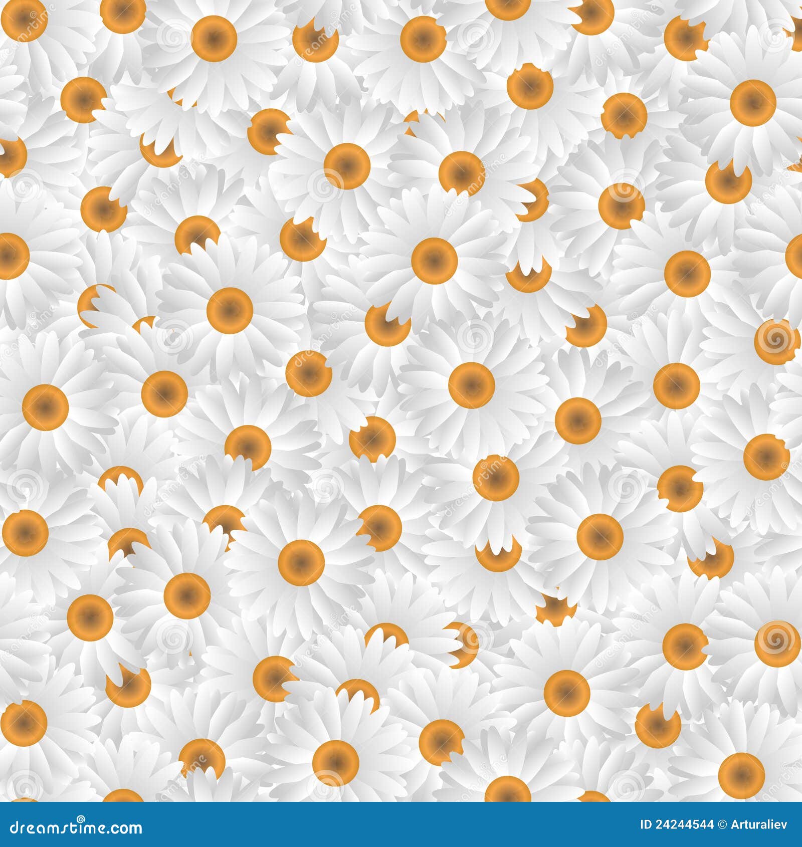 White camomiles stock vector. Illustration of fresh, daisy - 24244544