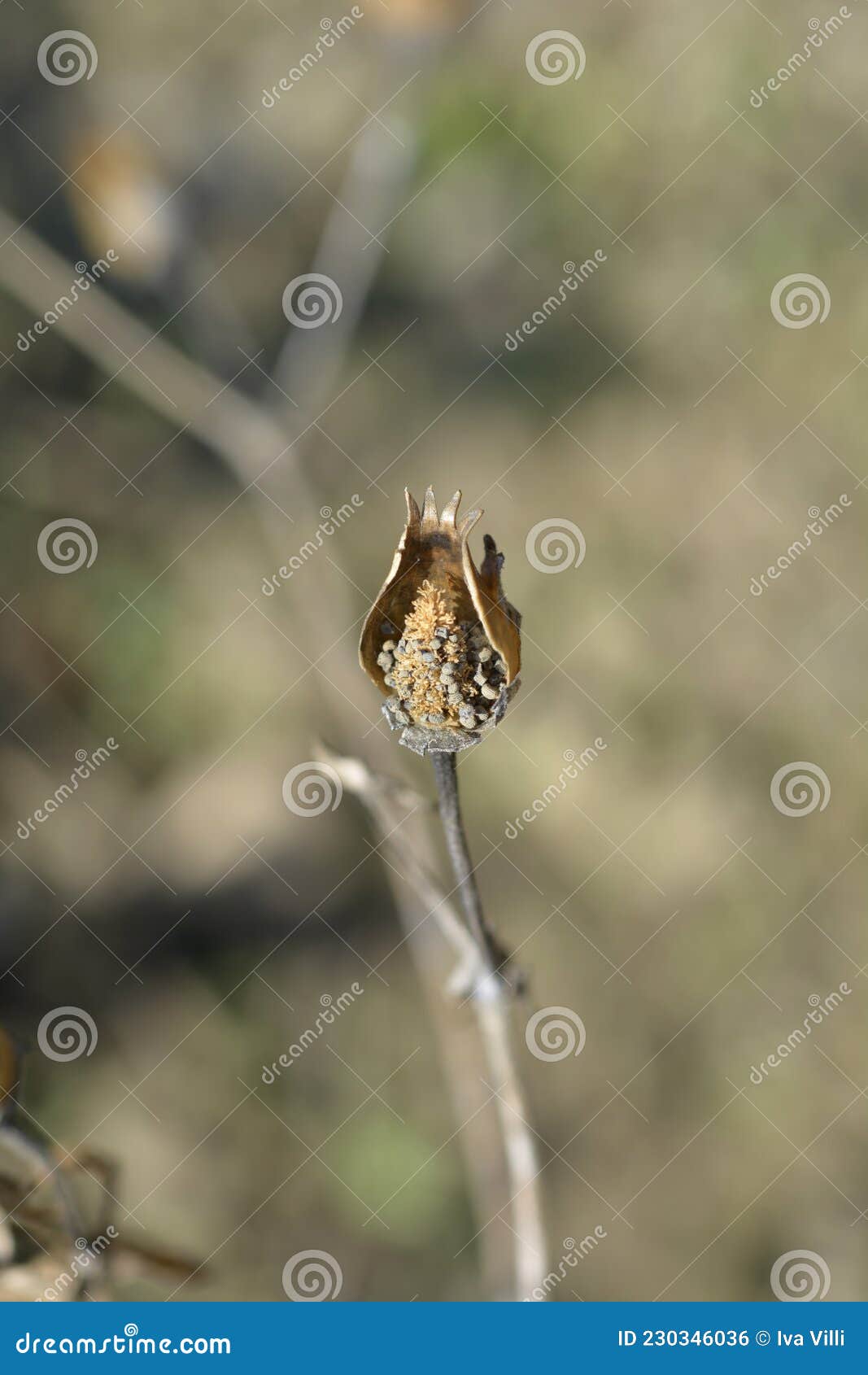 White campion stock photo. Image of latifolia, nature - 230346036