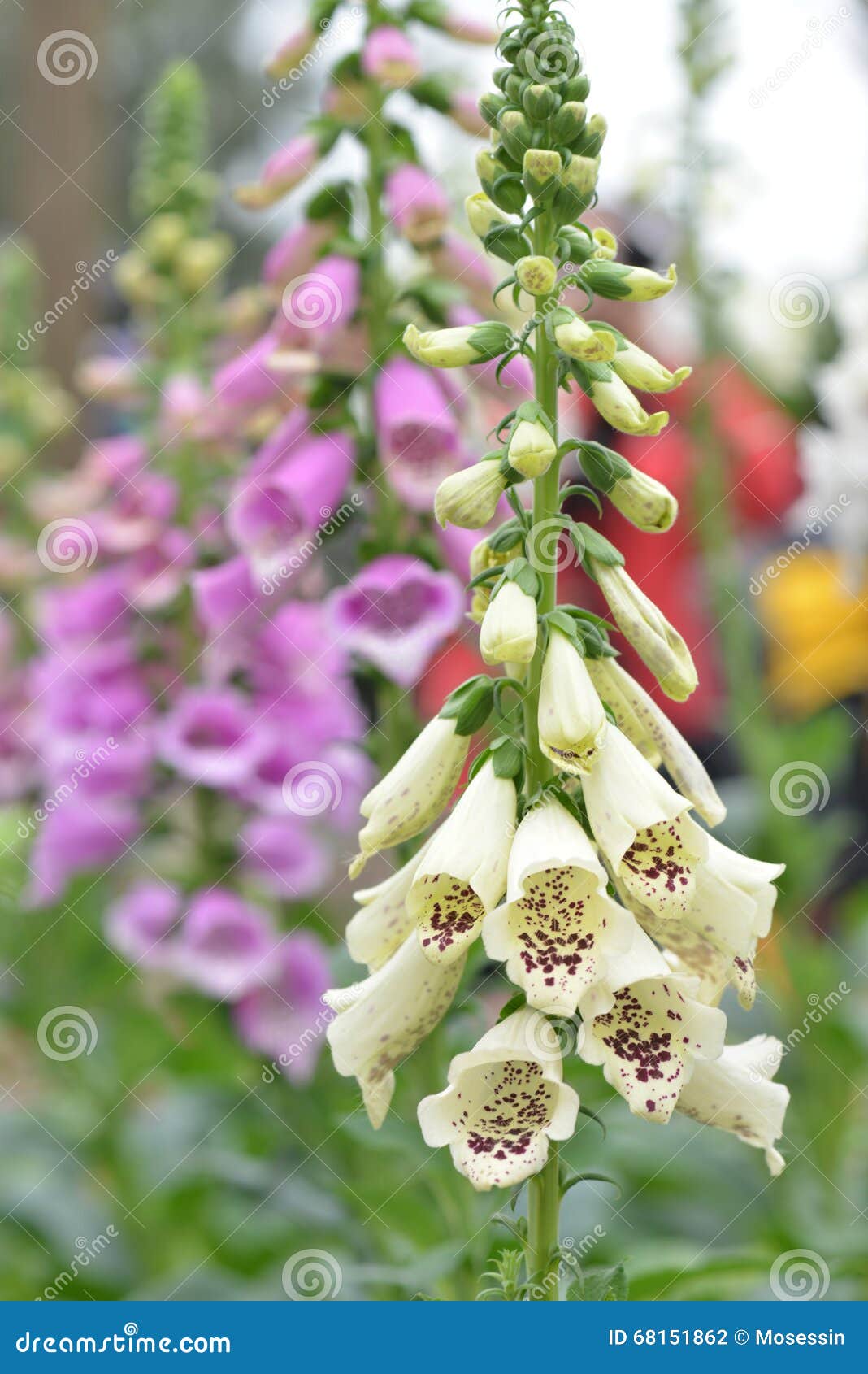 White Canterbury bells stock photo. Image of closeup - 68151862