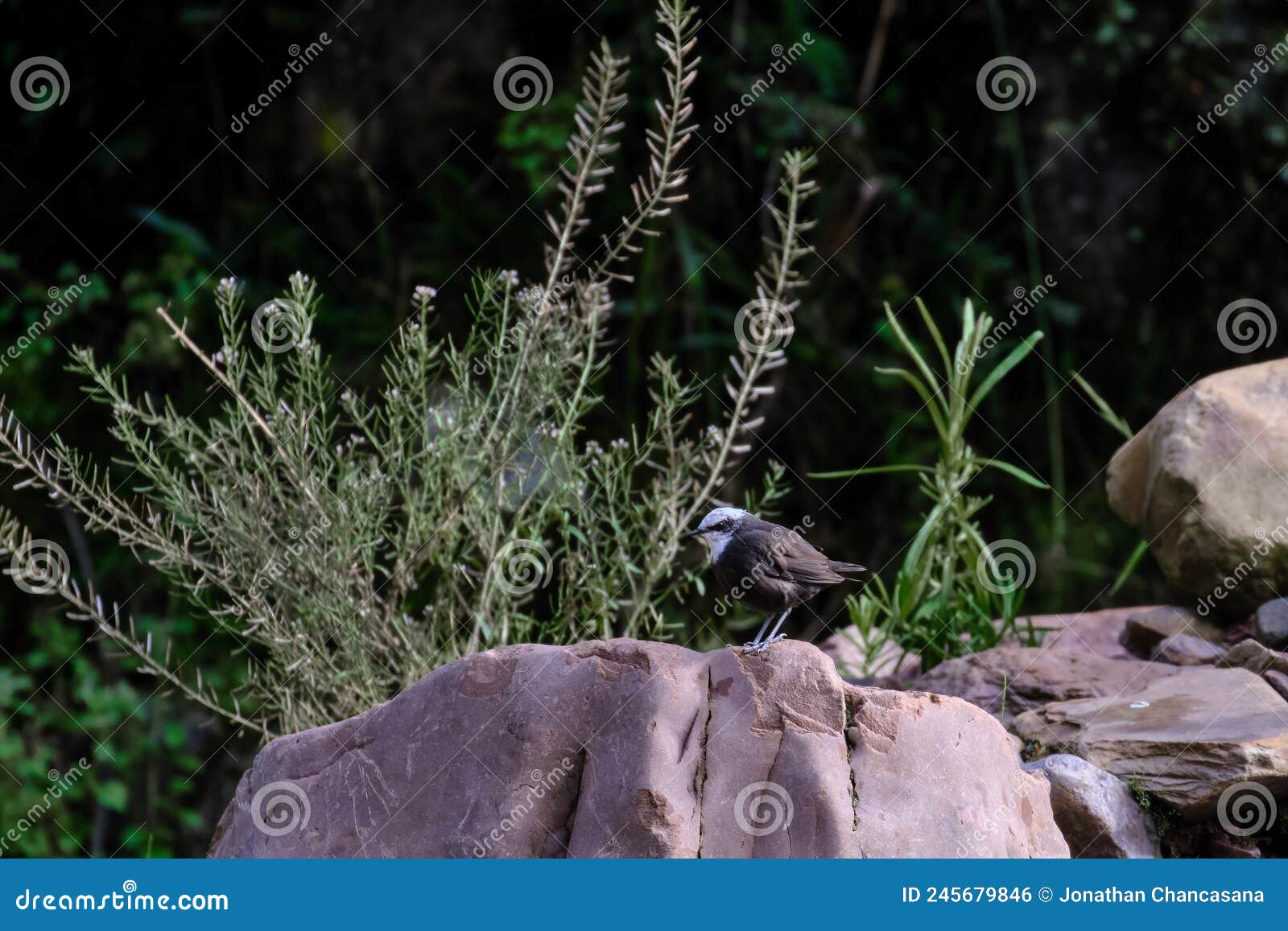 White Capped Dipper Cinclus Leucocephalus Stock Photo - Image of ...