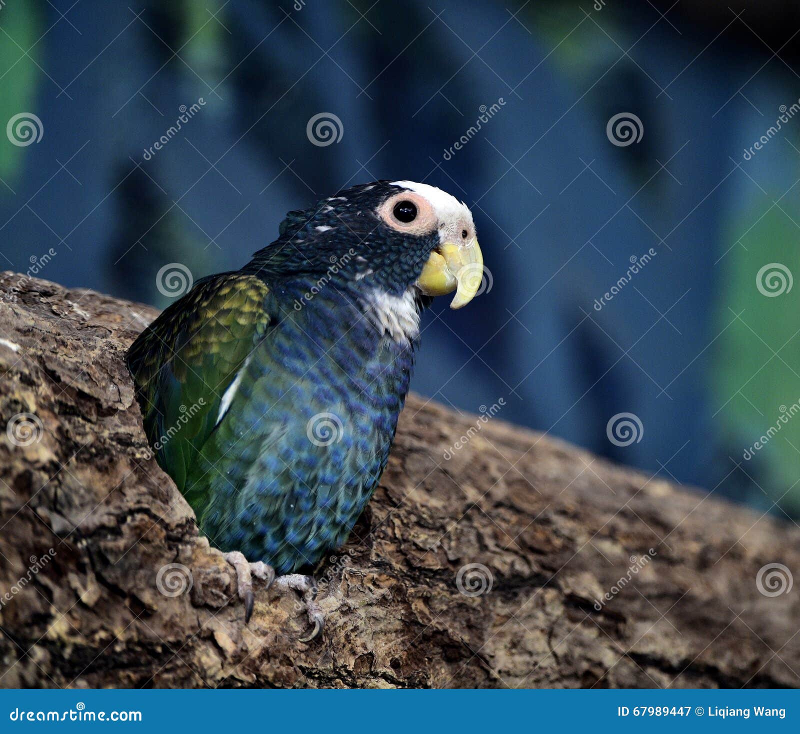 White-capped Parrot stock image. Image of waterfalls - 67989447