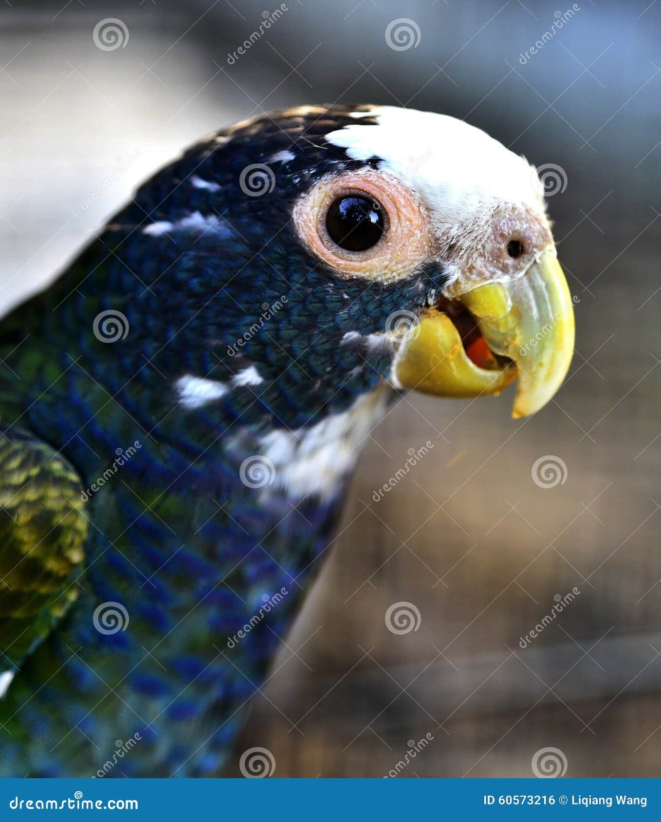 White-capped Parrot stock photo. Image of capped, parrots - 60573216