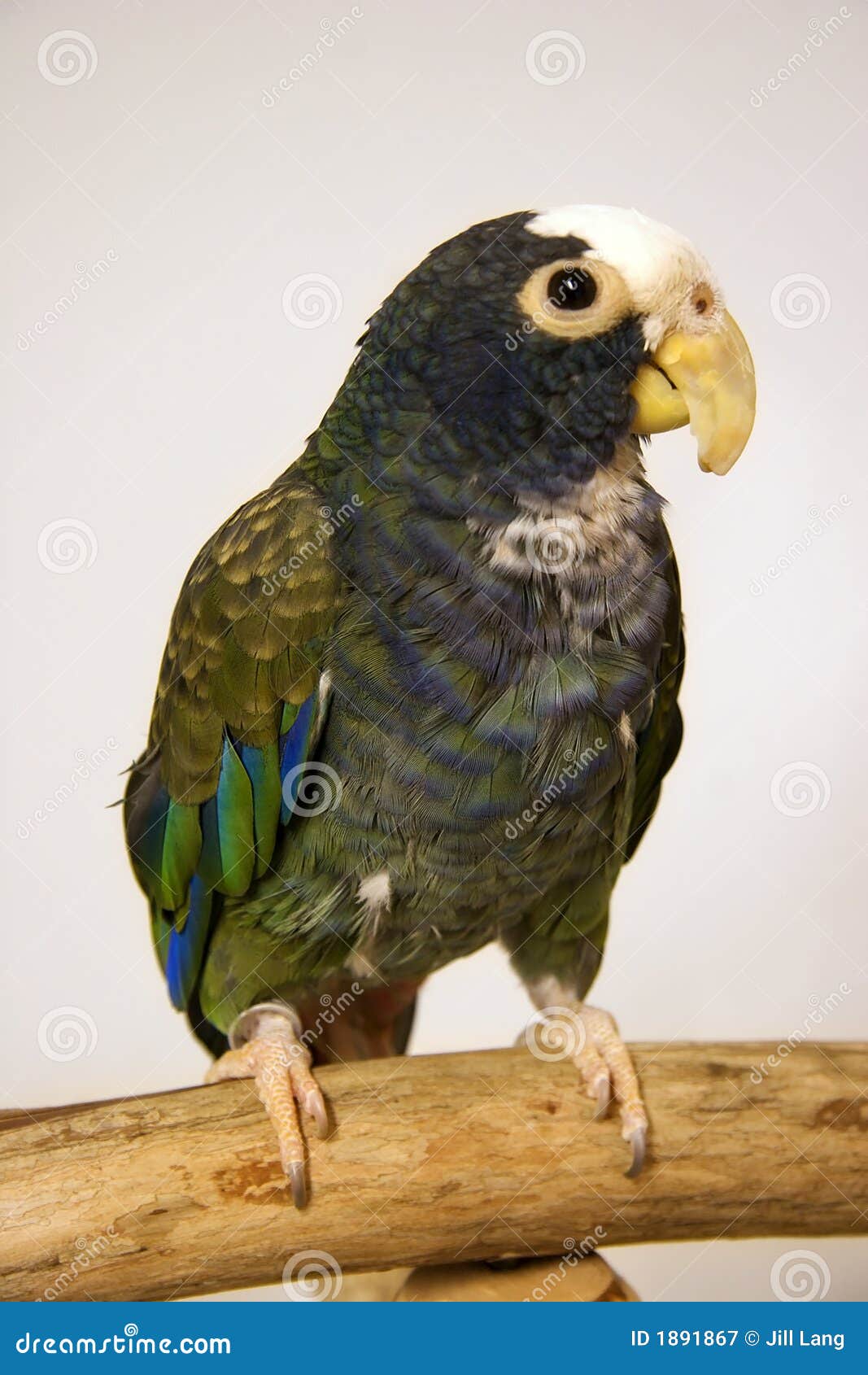 White-Capped Pionus stock image. Image of parrot, blue - 1891867