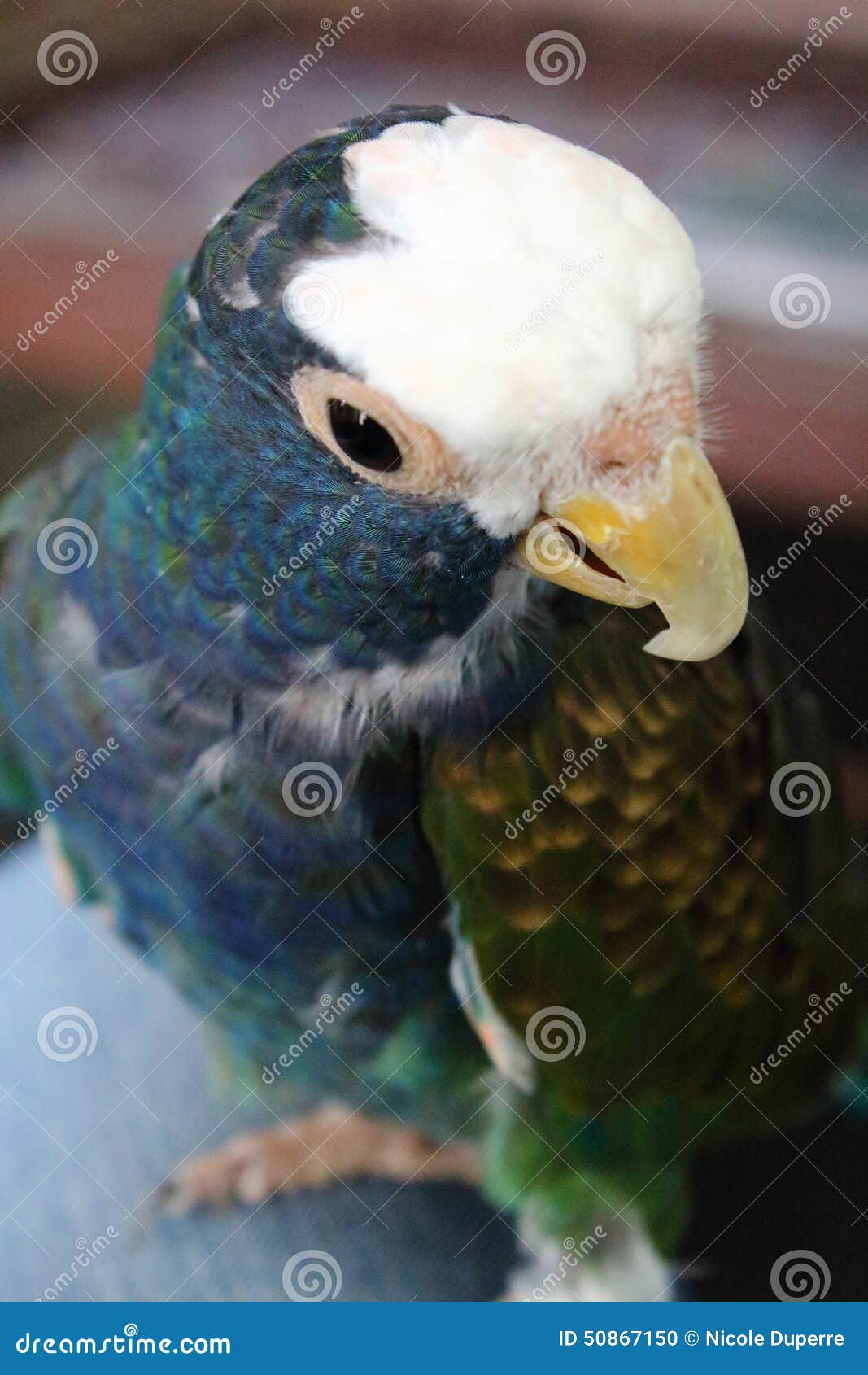 White Capped Pionus stock photo. Image of white, bird - 50867150