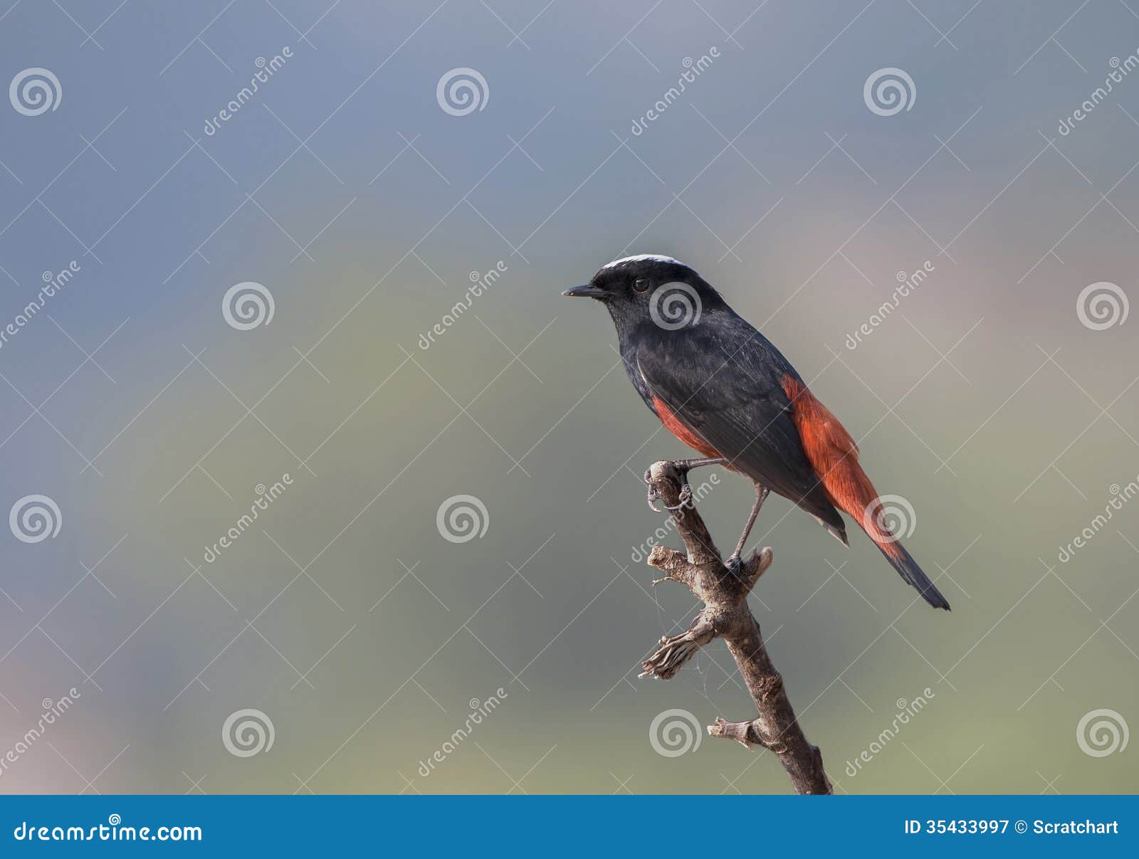 White-capped Water Redstart (Chaimarrornis Leucocephalus) Stock Image ...