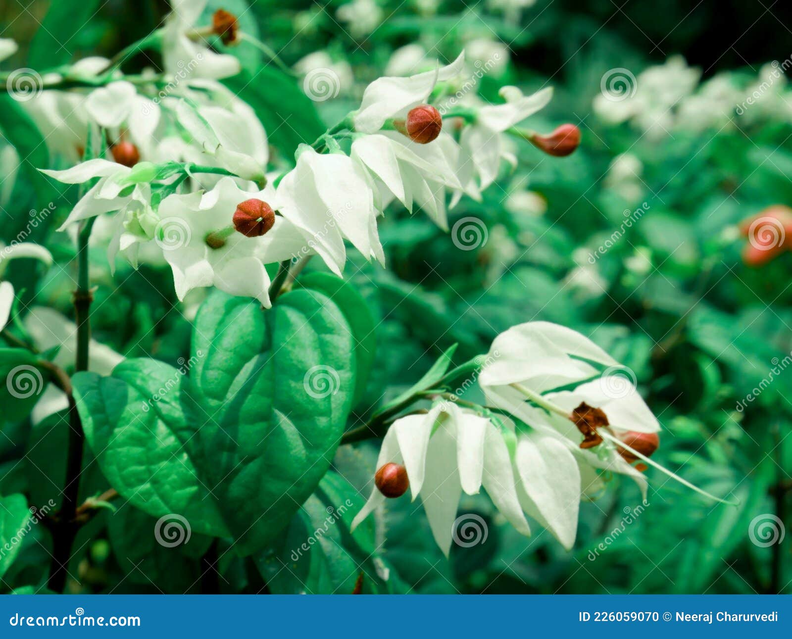 Capsule Buds Flower Presented with Leaves on Park Background Stock ...