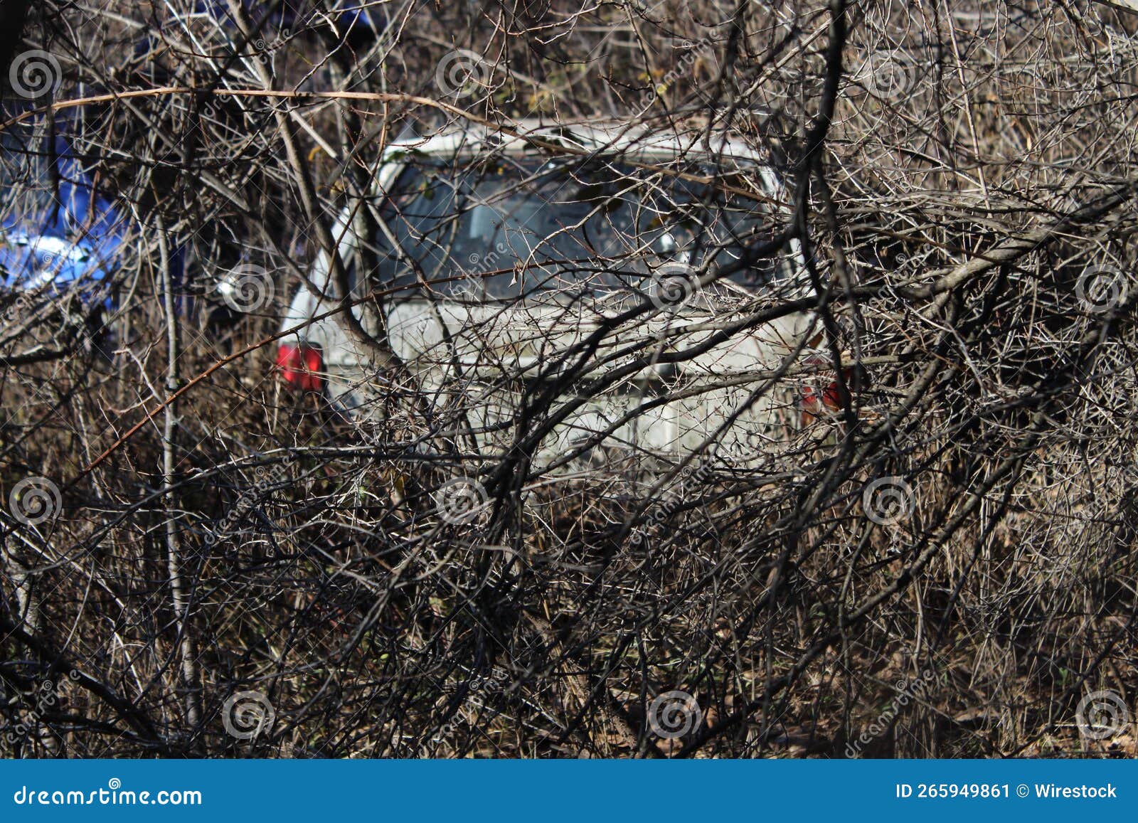 White Car Behind Branches in a Forest Stock Image - Image of leafless ...