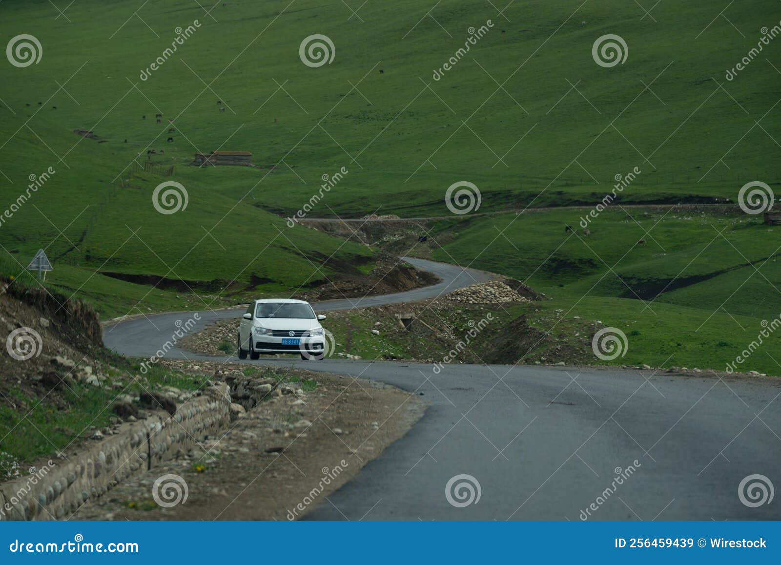 White Car on the Road with Cattle Grazing in the Fields Editorial Stock ...