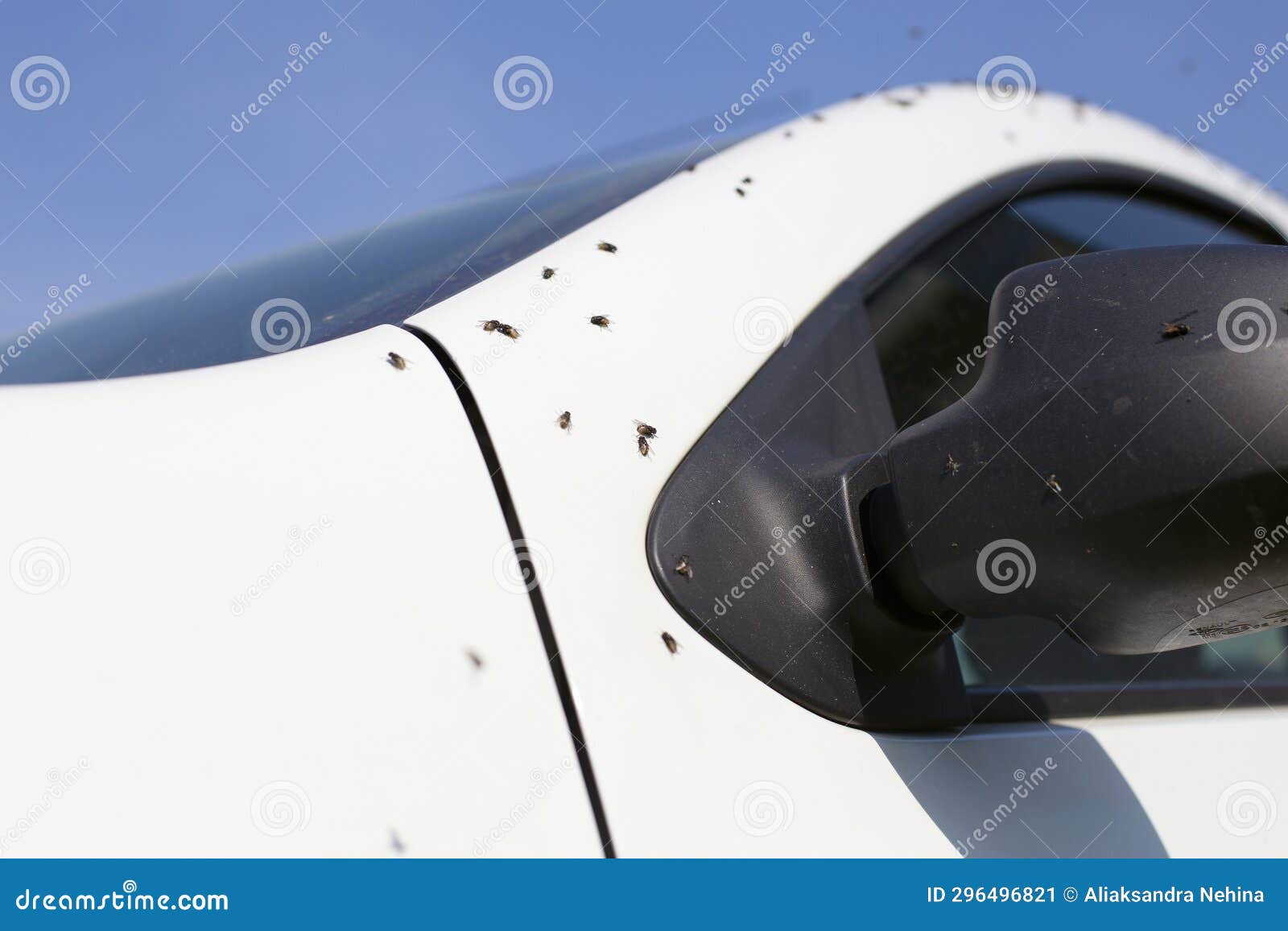 The White Car Was Attacked by Insects. the Car Attracts Flies Stock ...