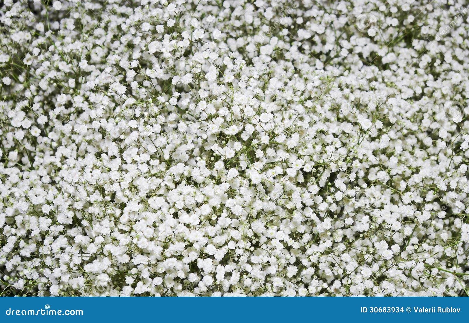 White carnation stock photo. Image of growing, fragrance - 30683934
