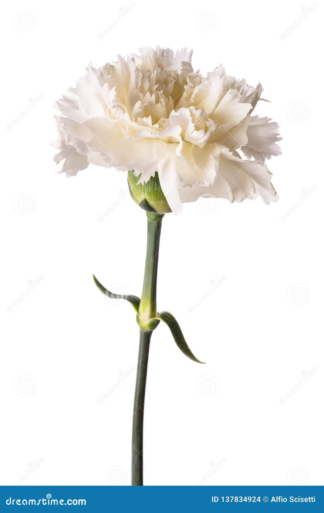 White carnation stock photo. Image of clove, bloom, valentine - 137834924
