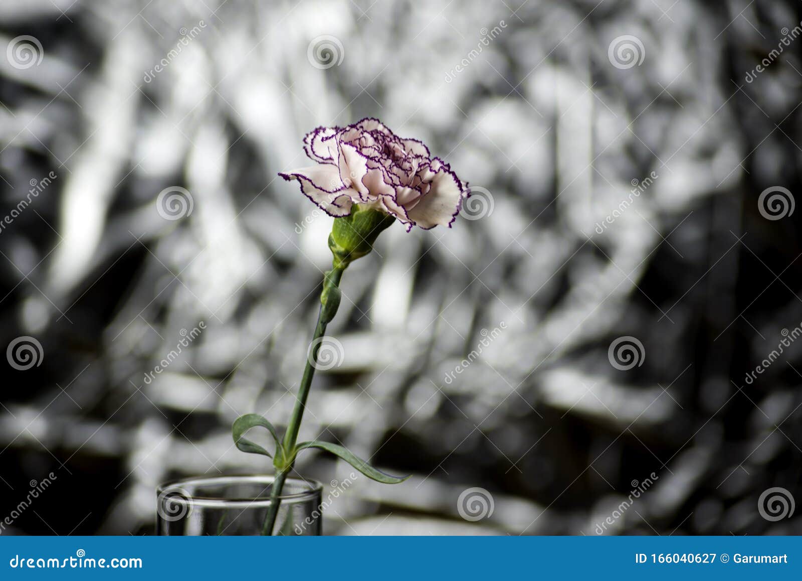 White Carnation with Garnet Edges and Bright Abstract Background Stock ...