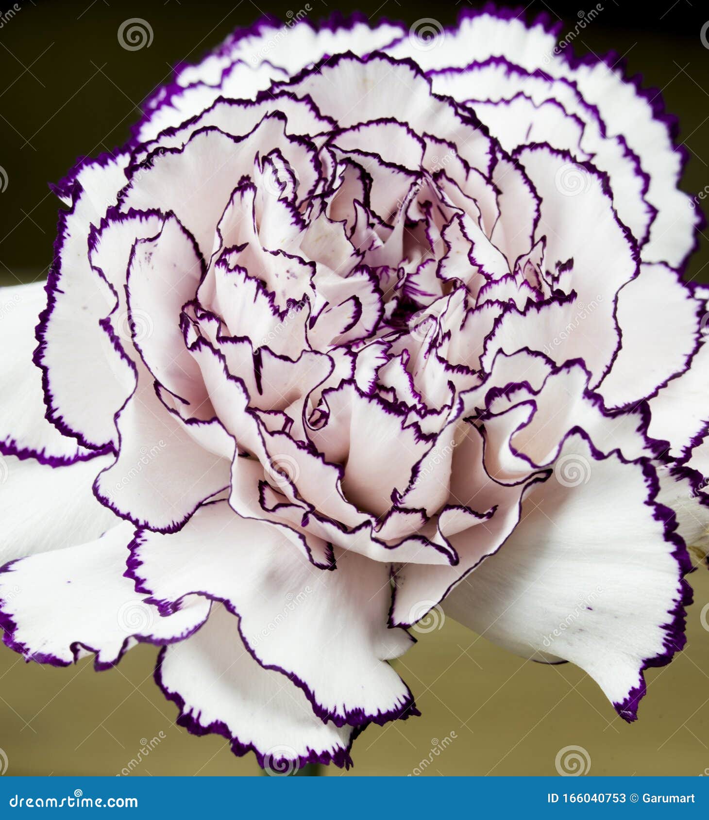 White Carnation with Garnet Edges and Bright Abstract Background Stock ...