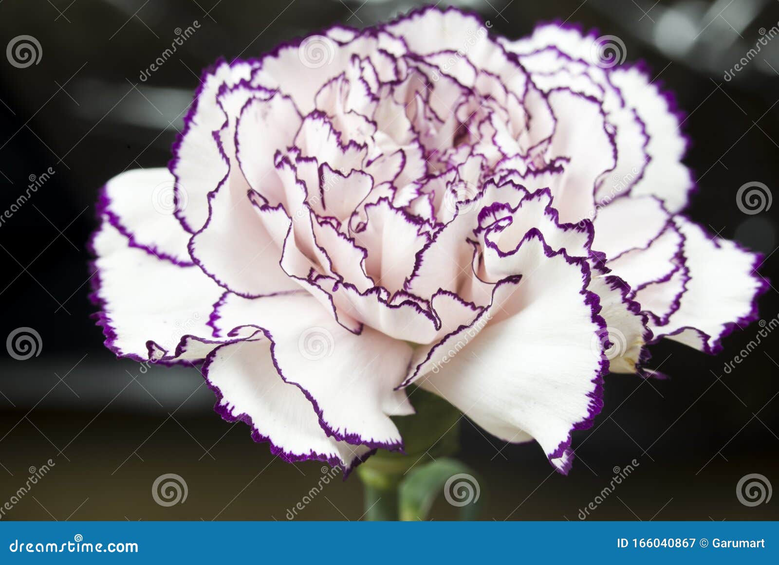 White Carnation with Garnet Edges and Bright Abstract Background Stock ...