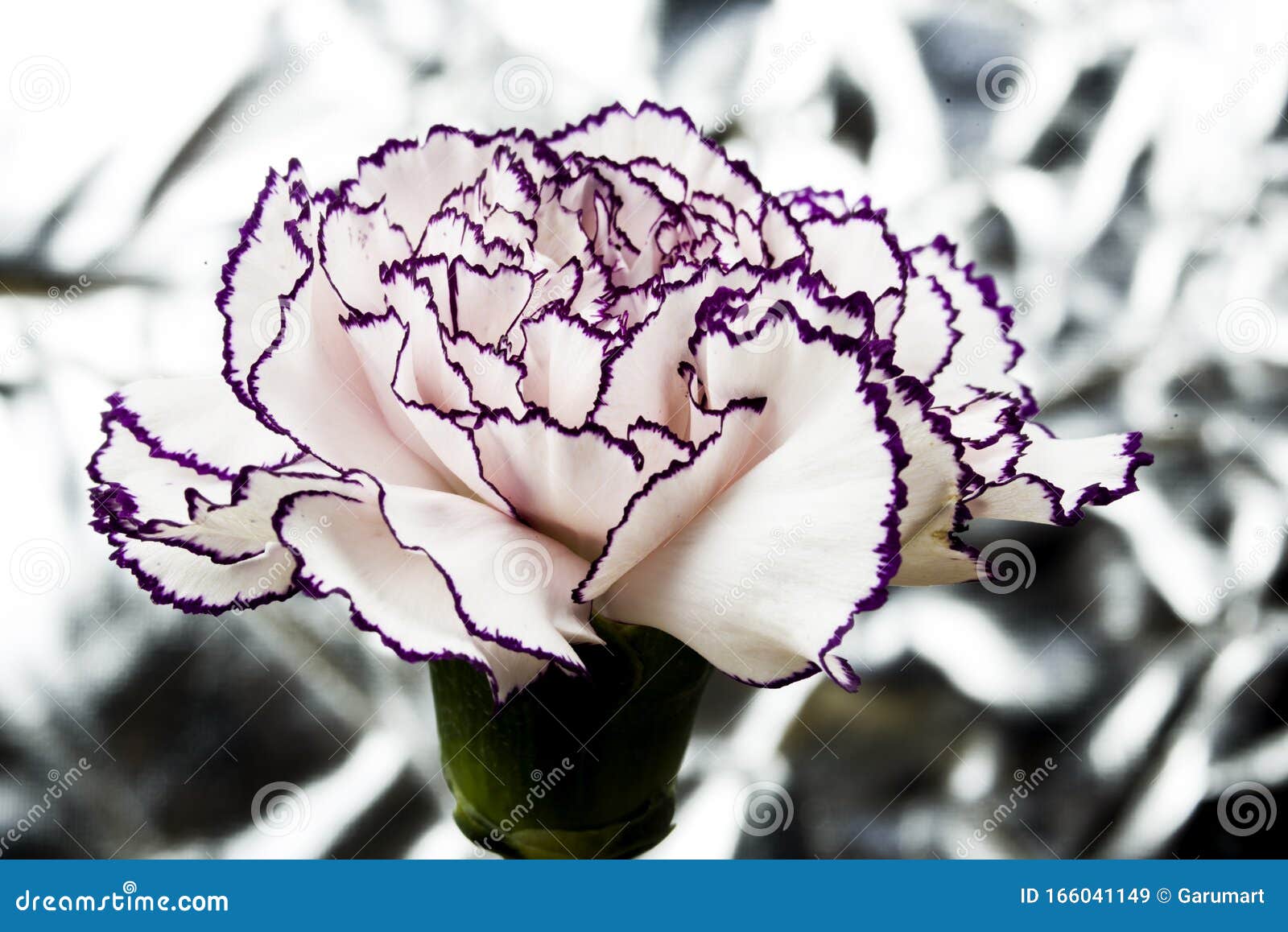 White Carnation with Garnet Edges and Bright Abstract Background Stock ...