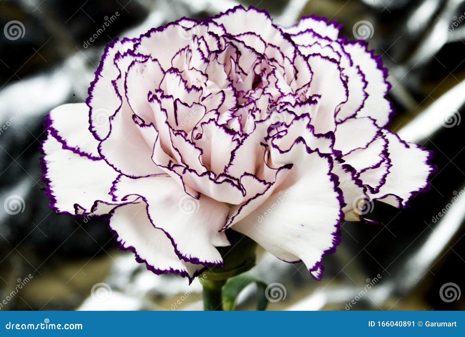 White Carnation with Garnet Edges and Bright Abstract Background Stock ...