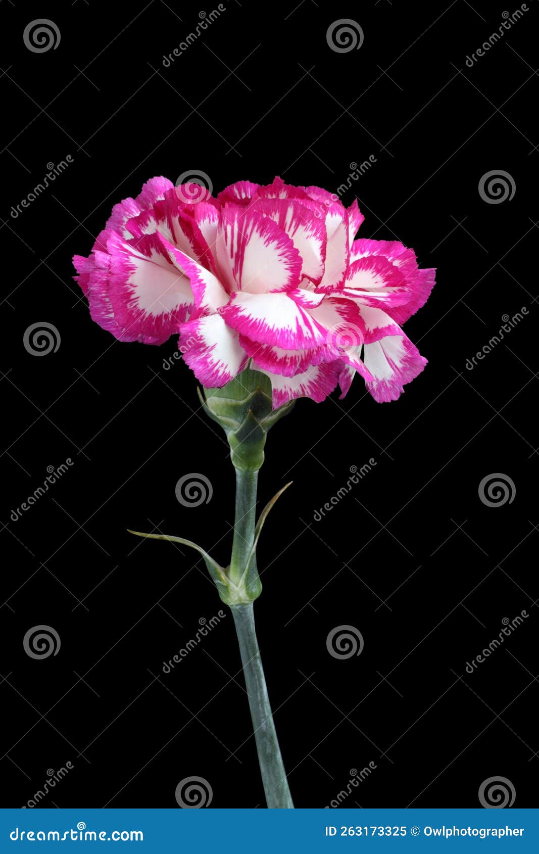 White Carnation with Magenta Edges of Petals Isolated on Black ...