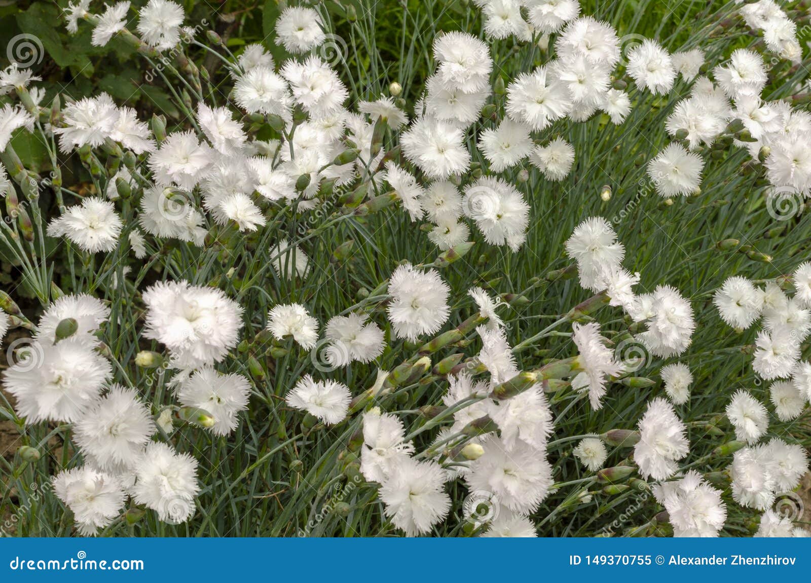 White Carnations Blooming in the Garden Stock Image - Image of flower ...