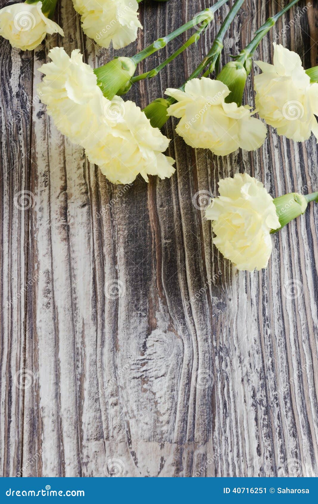 White carnations stock image. Image of blooms, nature - 40716251