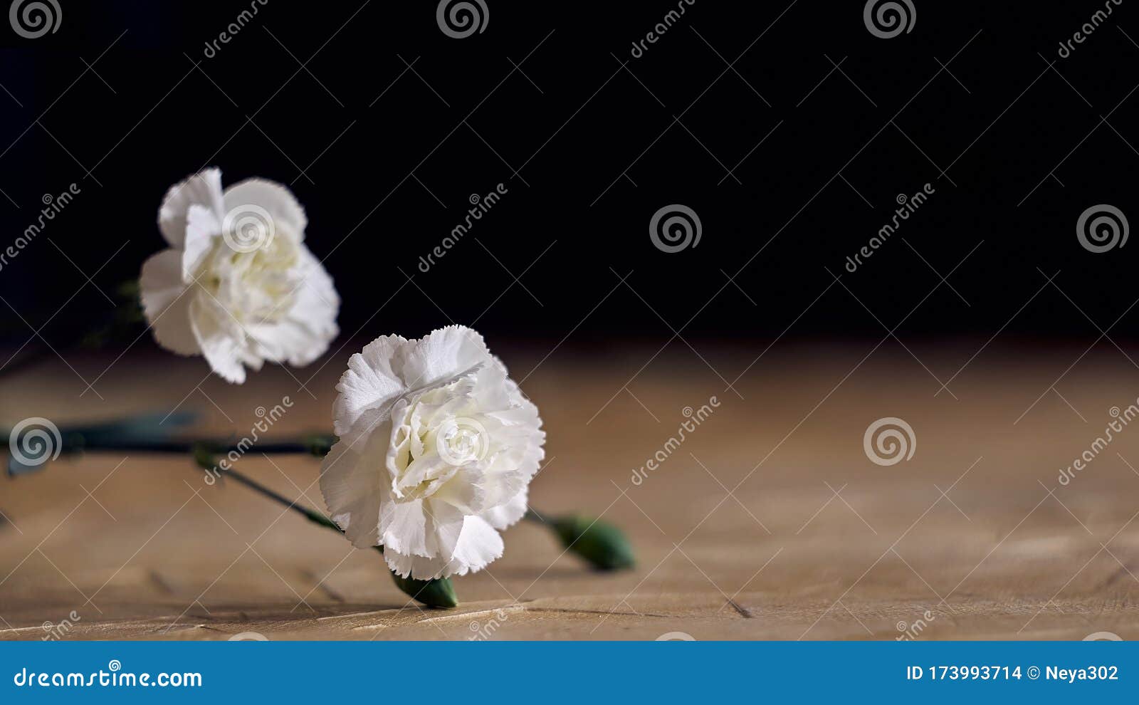 White Carnations Flowers on an Abstract Background Stock Photo - Image ...