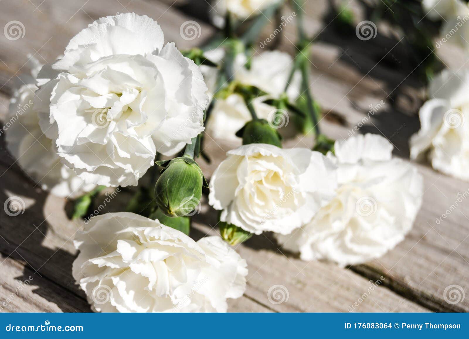 White Carnations Lying on a Wooden Deck Stock Photo - Image of ...