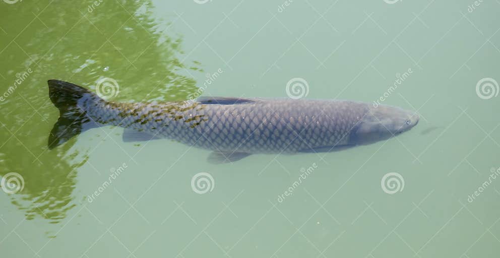 White Carp Fish on the Water Surface Stock Photo - Image of outdoor ...
