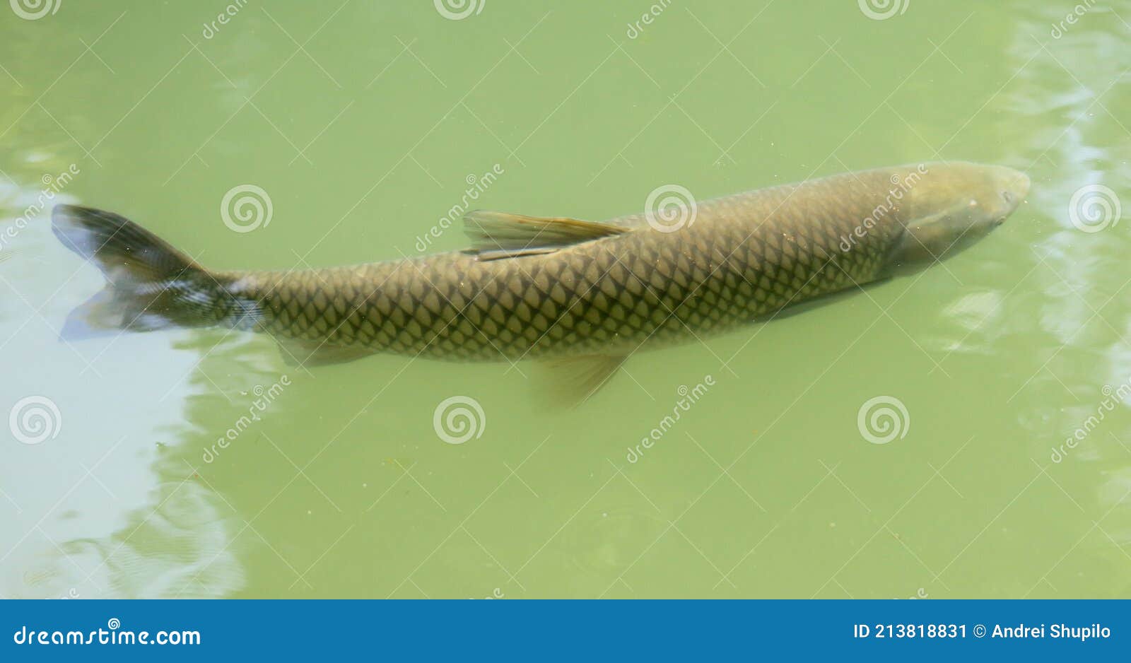 White Carp Fish on the Water Surface Stock Image - Image of white, lake ...