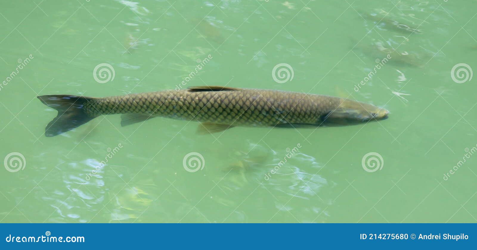 White Carp Fish on the Water Surface Stock Photo - Image of wild ...