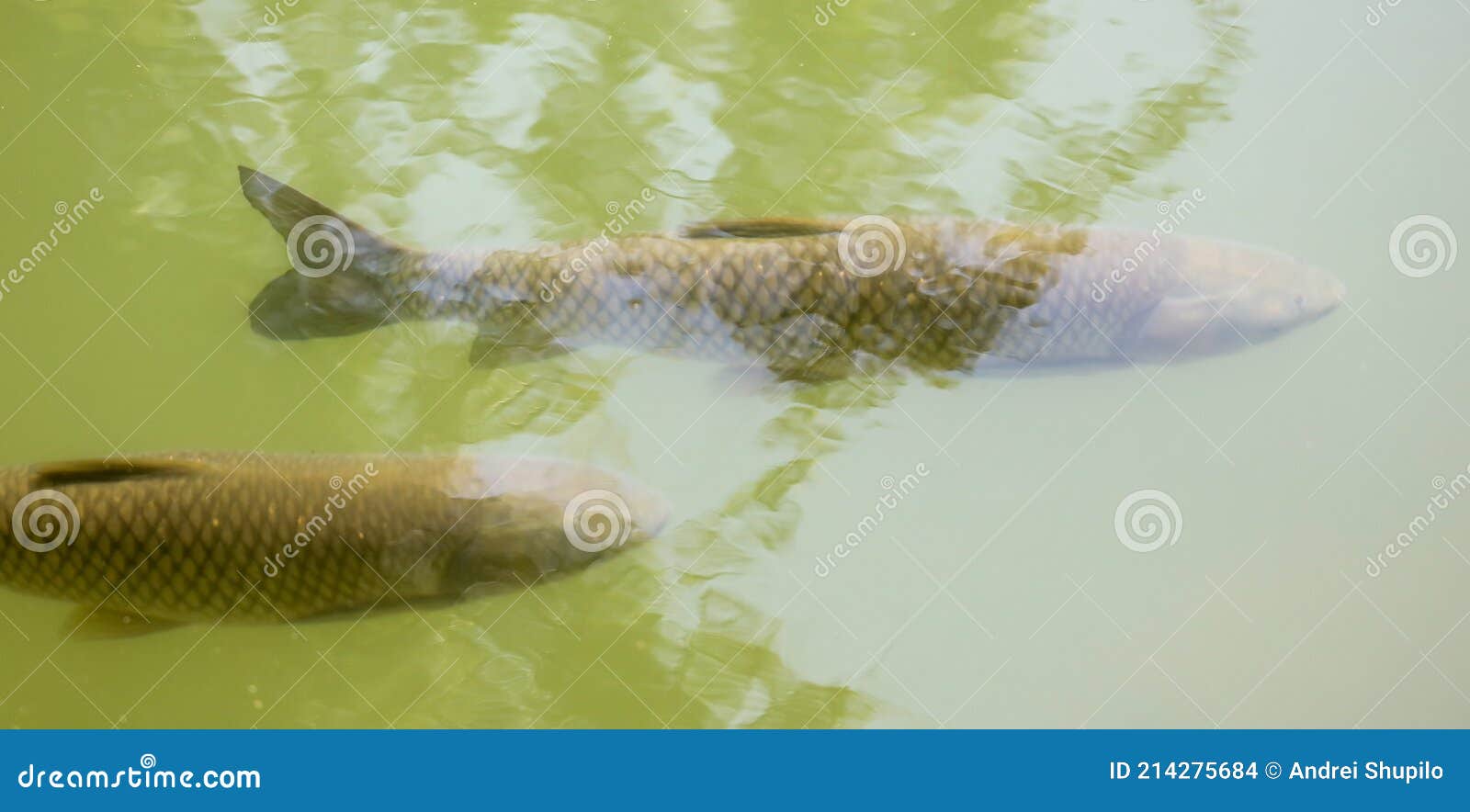 White Carp Fish on the Water Surface Stock Photo - Image of feed, wild ...