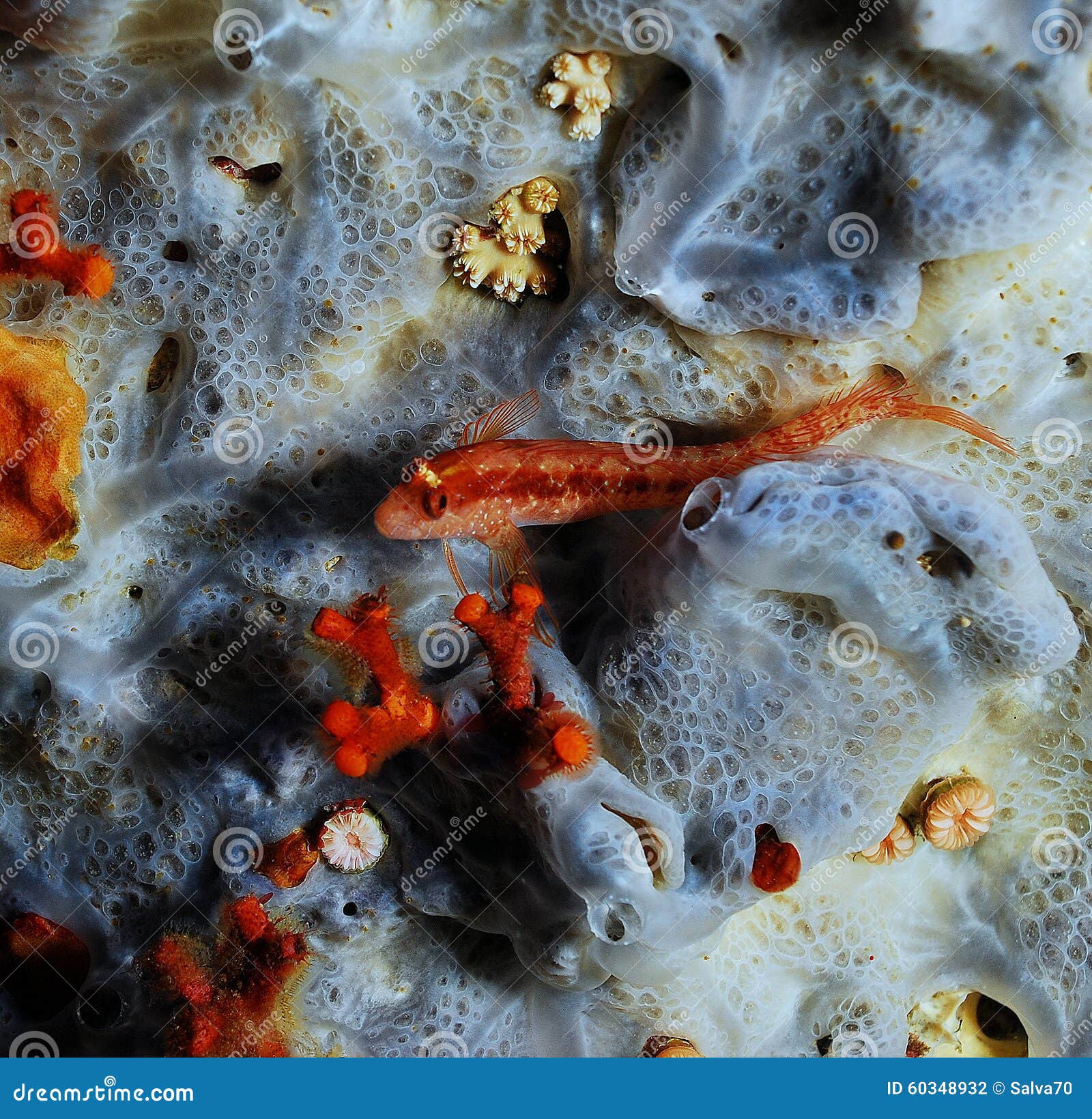 Carpet Eel Blenny - Congrogadus Subducens Royalty-Free Stock ...