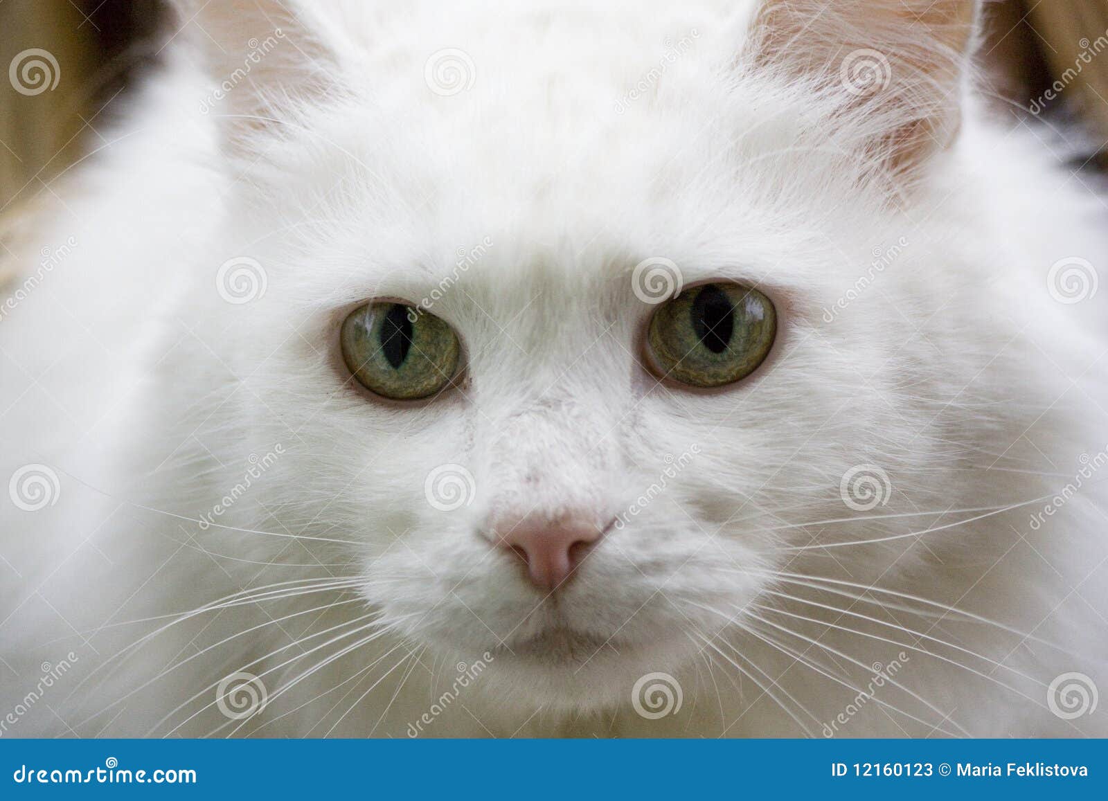 142 Eyed Snow White Cat Stock Photos - Free & Royalty-Free Stock Photos ...