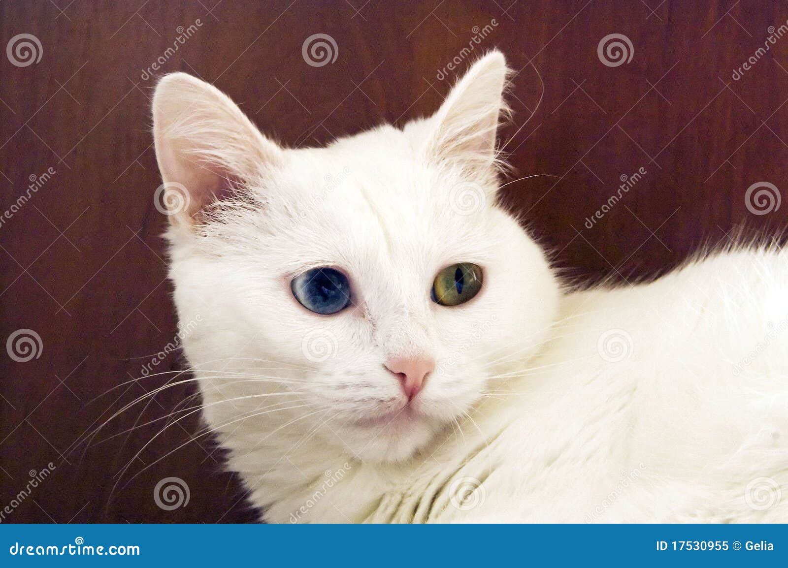 White cat stock image. Image of closeup, elegant, mammal - 17530955