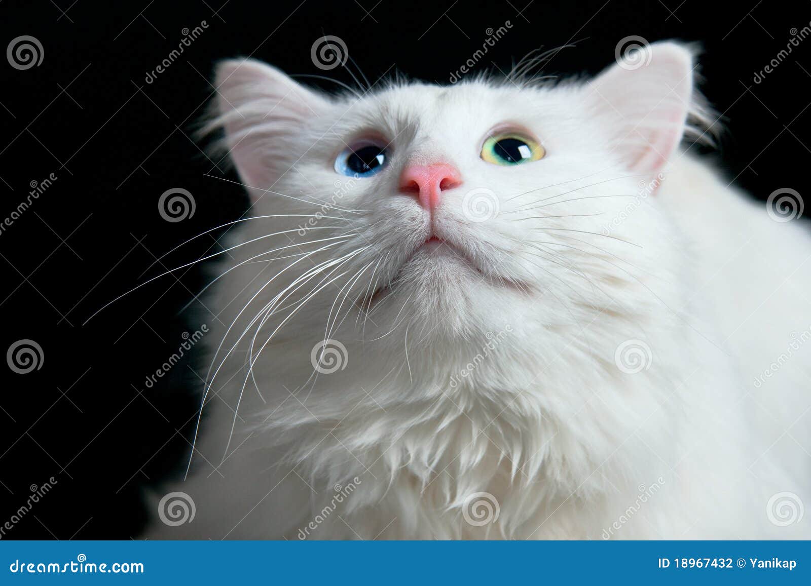 White cat stock photo. Image of pets, nature, isolated - 18967432