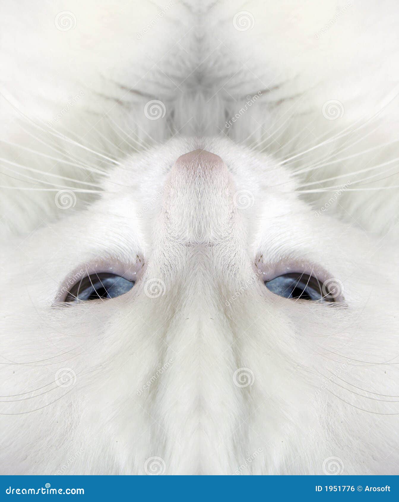 White cat stock photo. Image of blue, concern, cute, adorable - 1951776