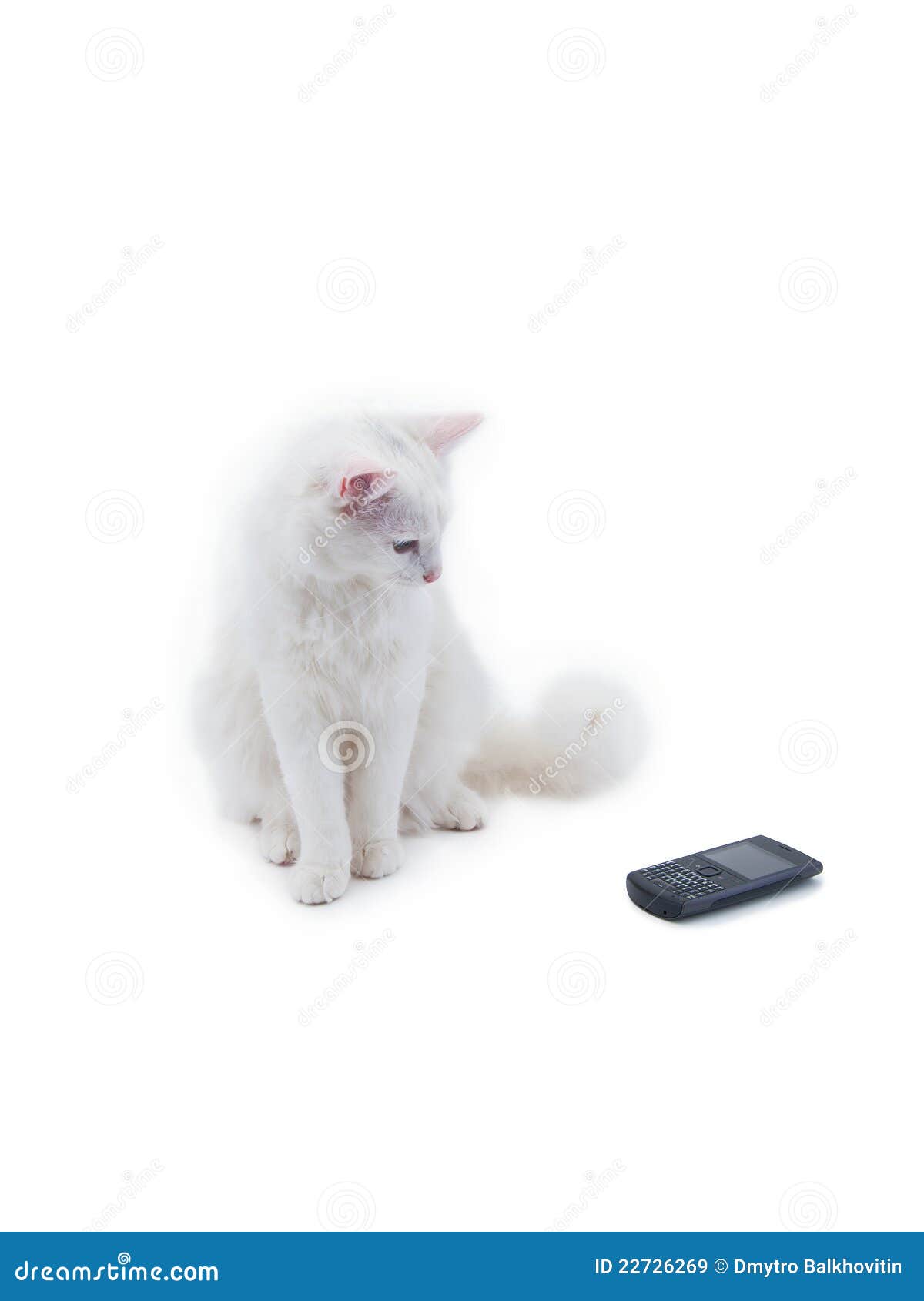White cat stock image. Image of communication, feline - 22726269
