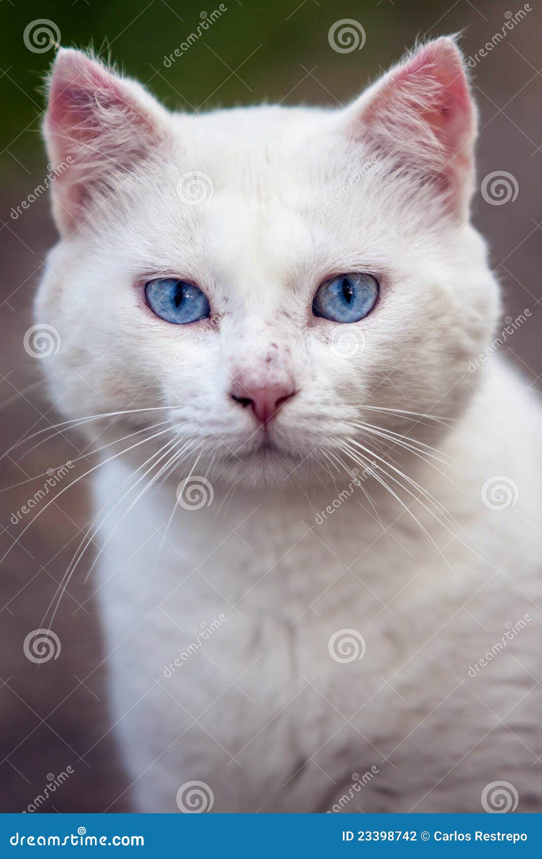 White Cat stock photo. Image of animal, domestic, look - 23398742